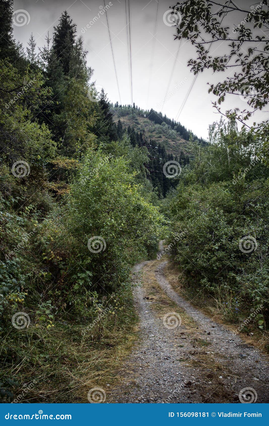 Path in a mountain forest. stock image. Image of mountains - 156098181