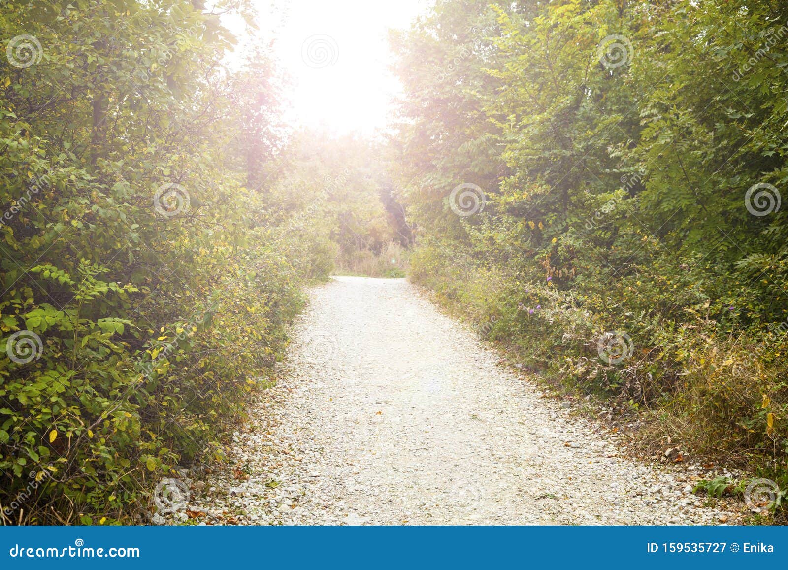 Path in the Mountain Forest Stock Image - Image of hiking, light: 159535727