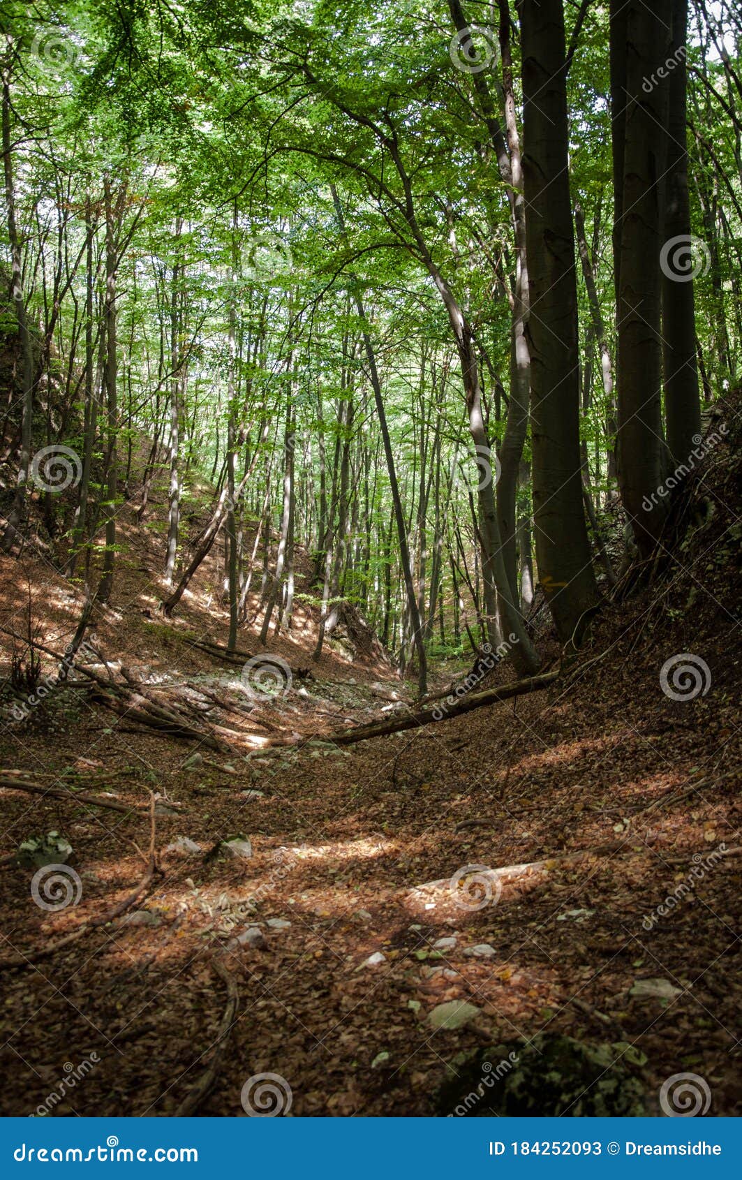 Path in the Mountain Forest Stock Image - Image of landscape, branches ...