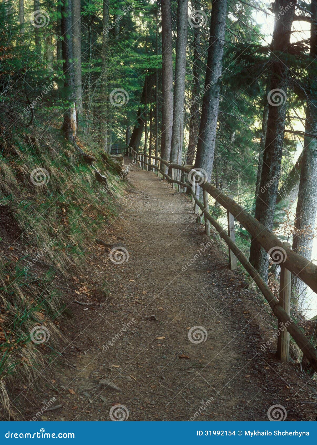 The Path in the Mountain Forest. Stock Photo - Image of mountain, leaf ...