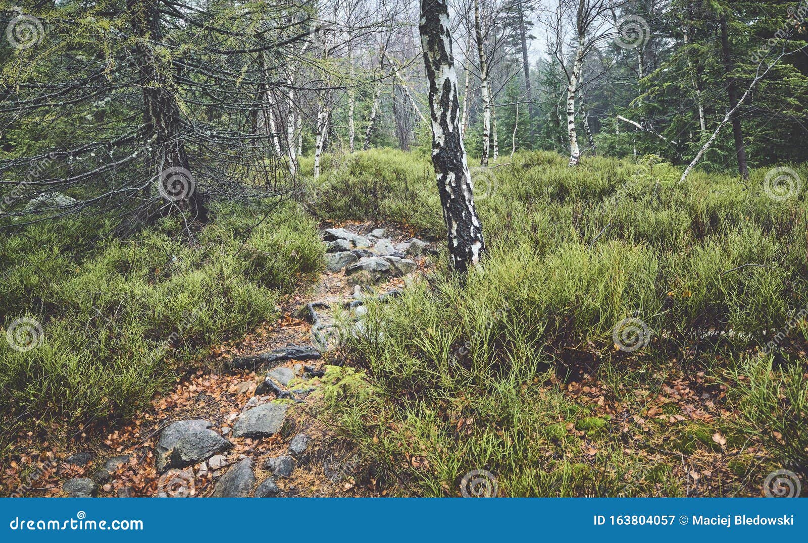 Path in a Mountain Forest on a Rainy Day Stock Image - Image of trail ...