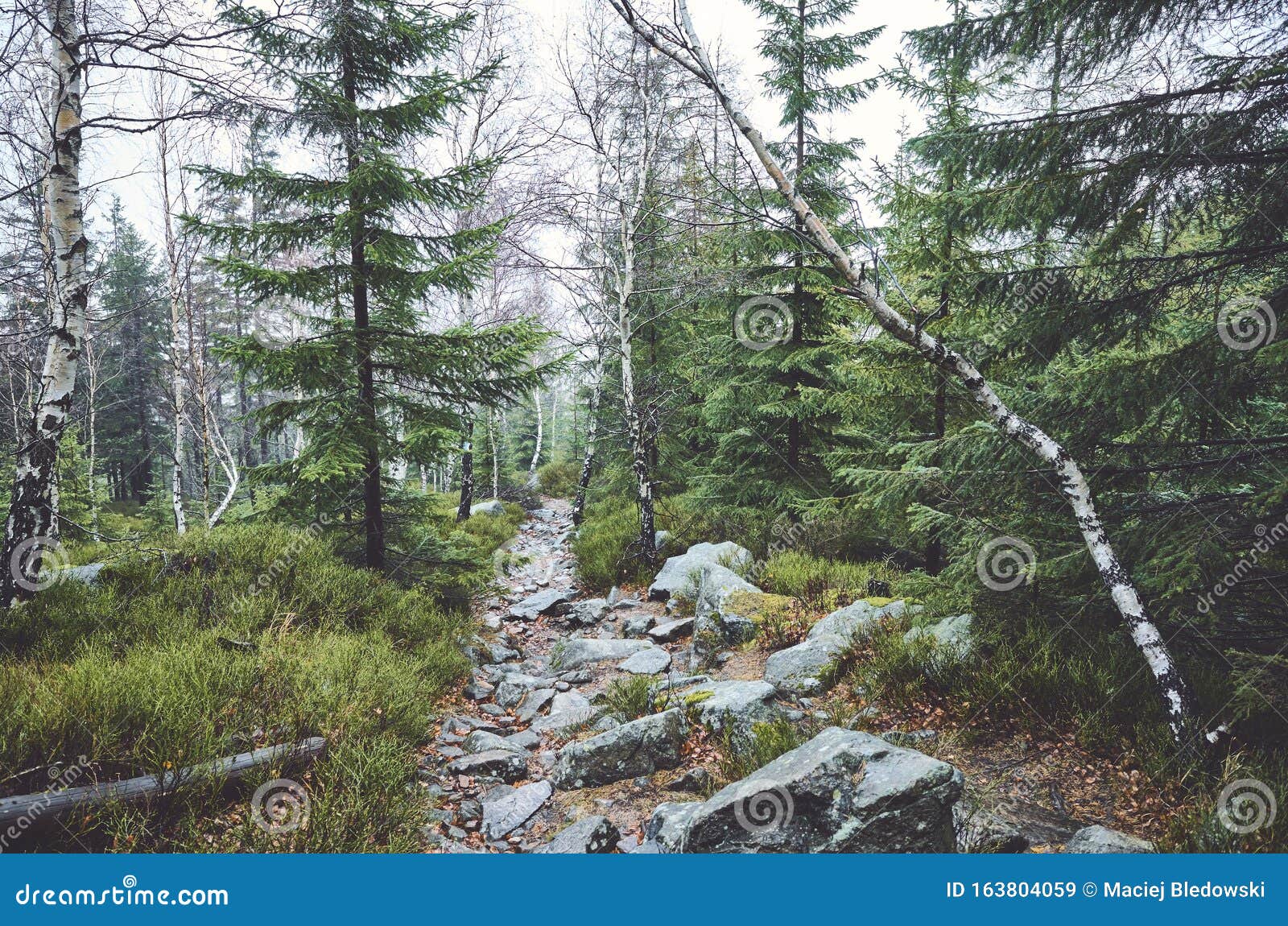 Path in a Mountain Forest on a Rainy Day Stock Image - Image of woods ...