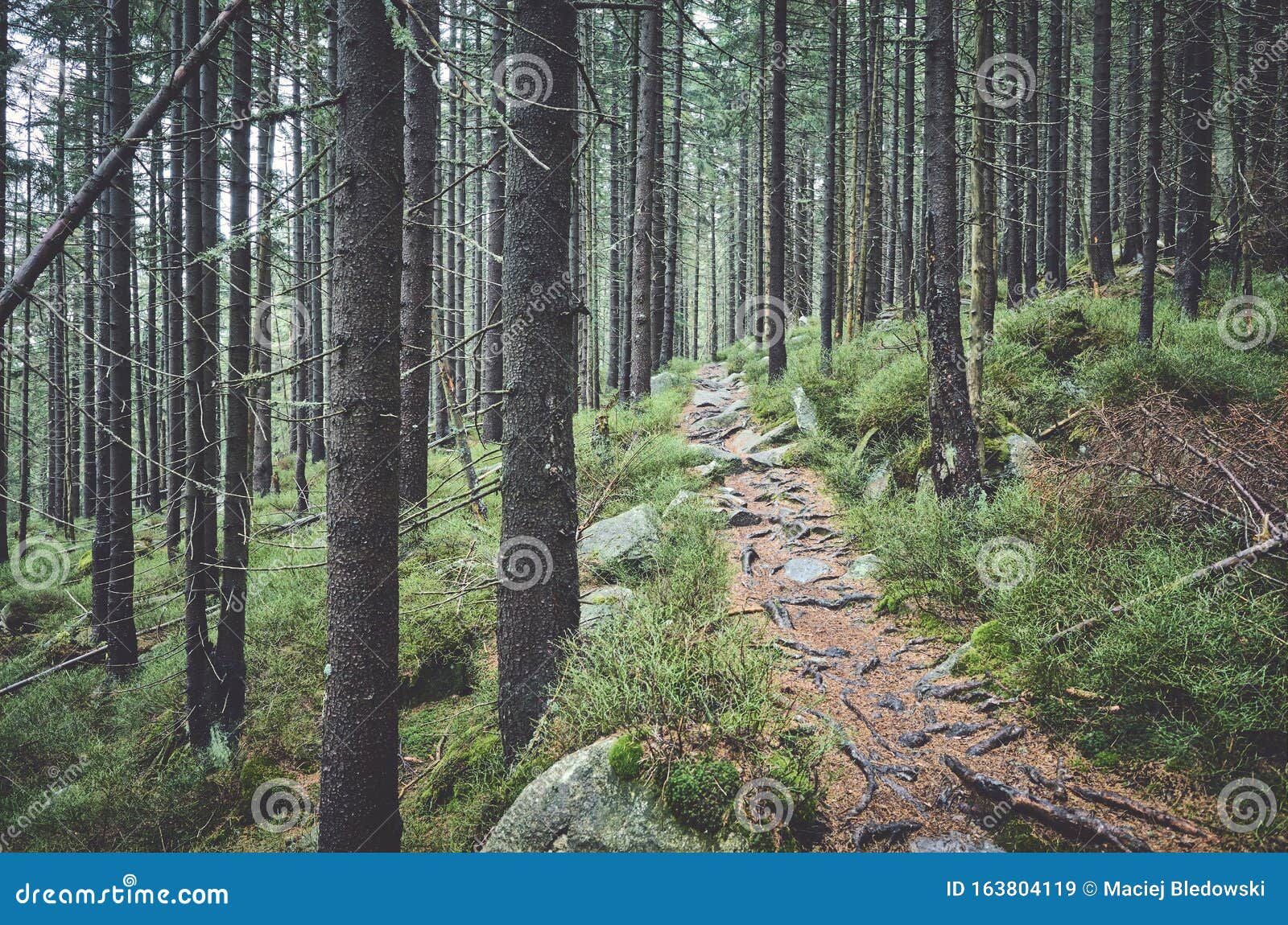 Path in a Mountain Forest on a Rainy Day Stock Image - Image of ...