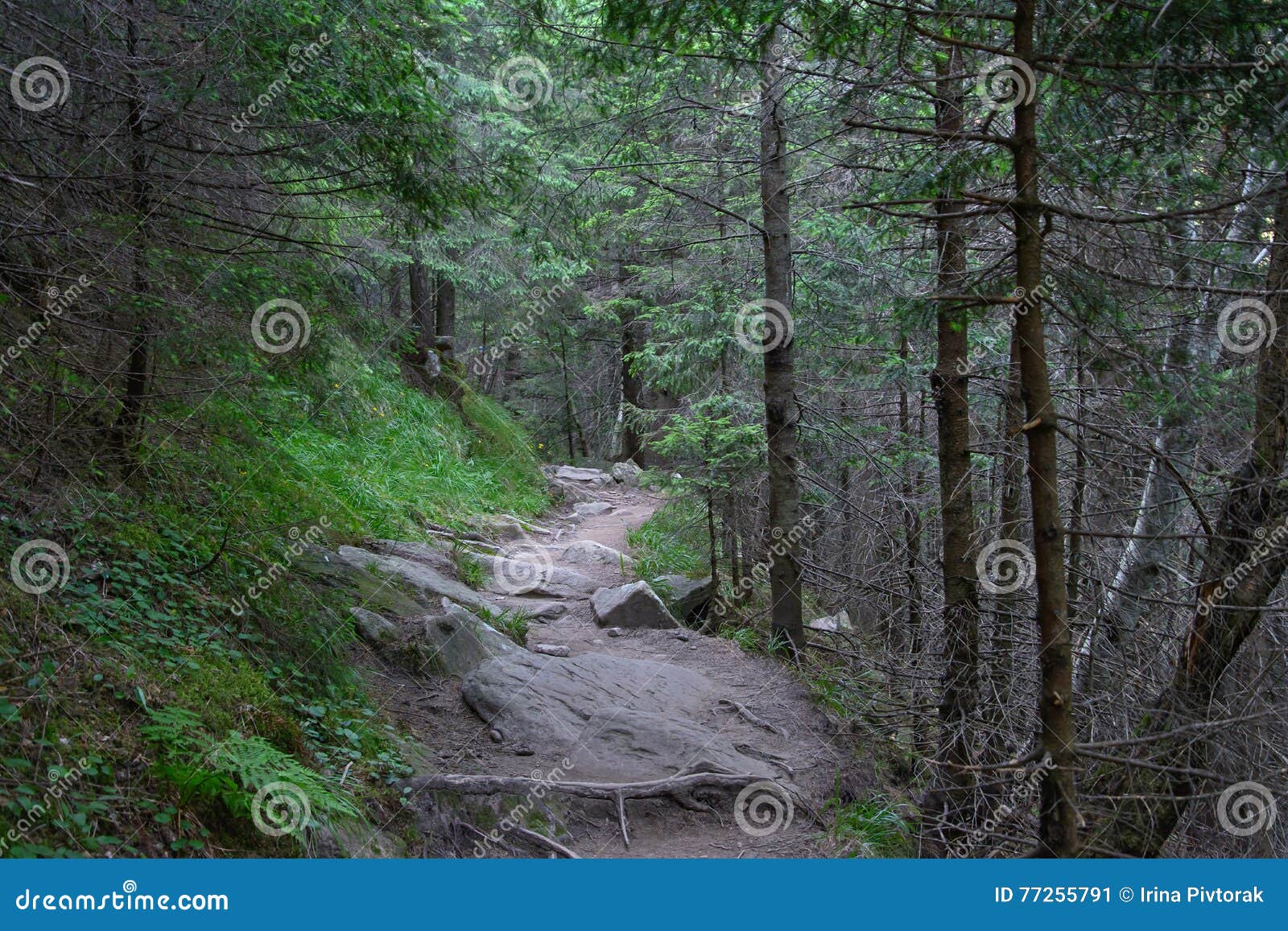 The Path in a Mountain Forest Stock Image - Image of dirt, outdoor ...