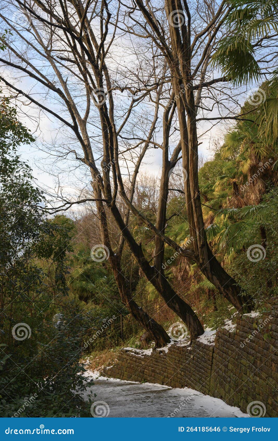 A Path in the Mountains on the Subtropical Coast of the Black Sea in ...