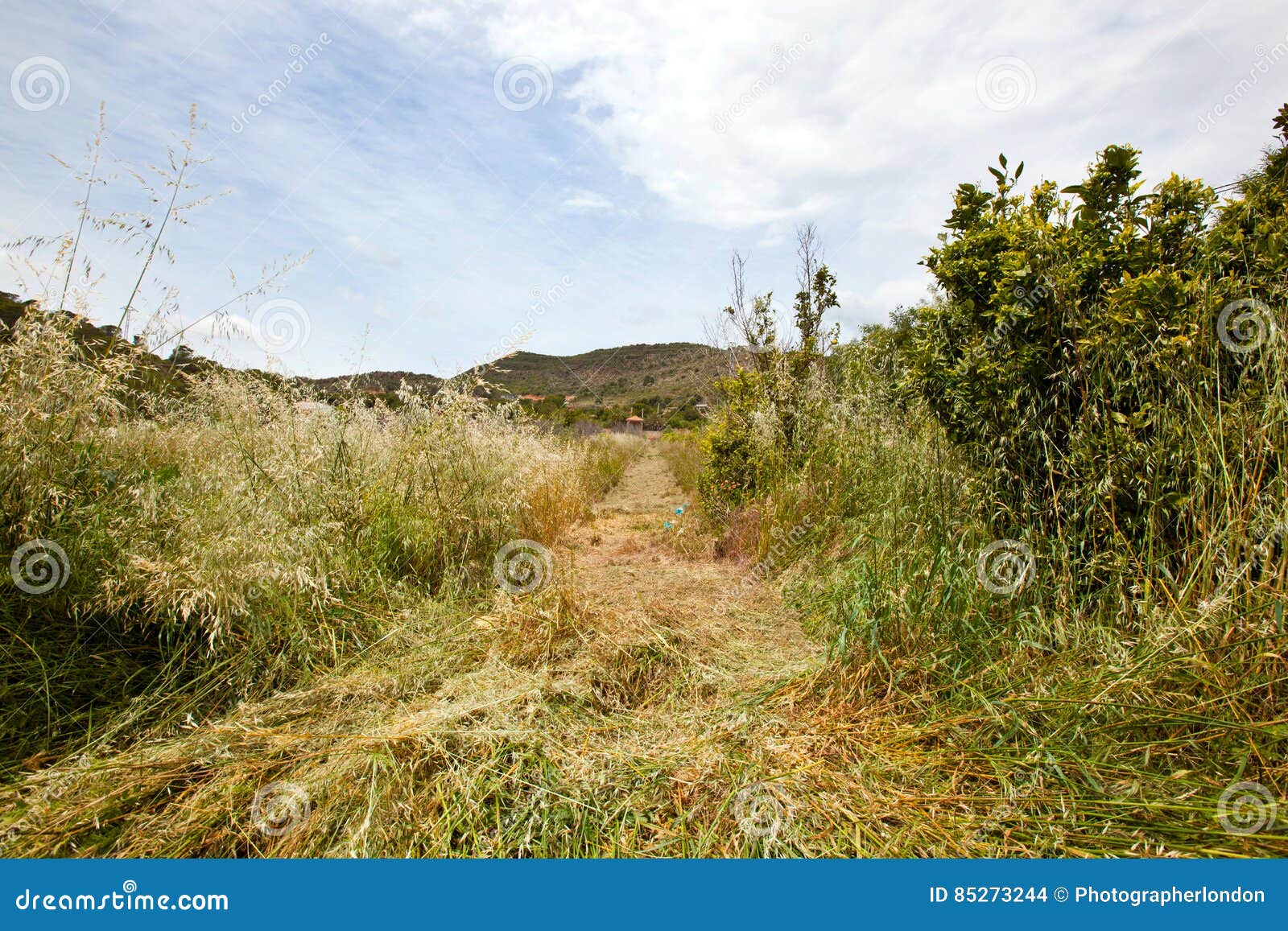 Path Mown through Long Grass, Valencia Region, Spain Stock Photo ...