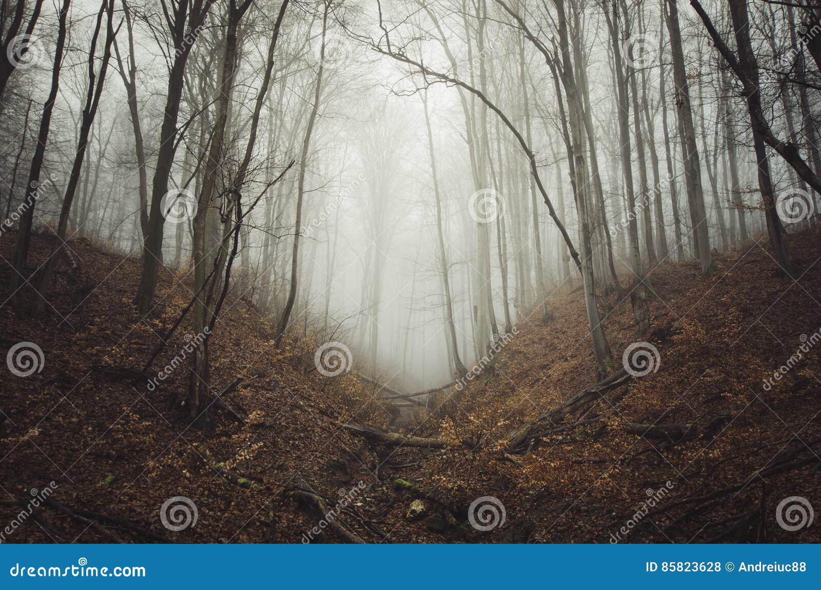 Path in Mysterious Haunted Forest with Fog Stock Photo - Image of ...