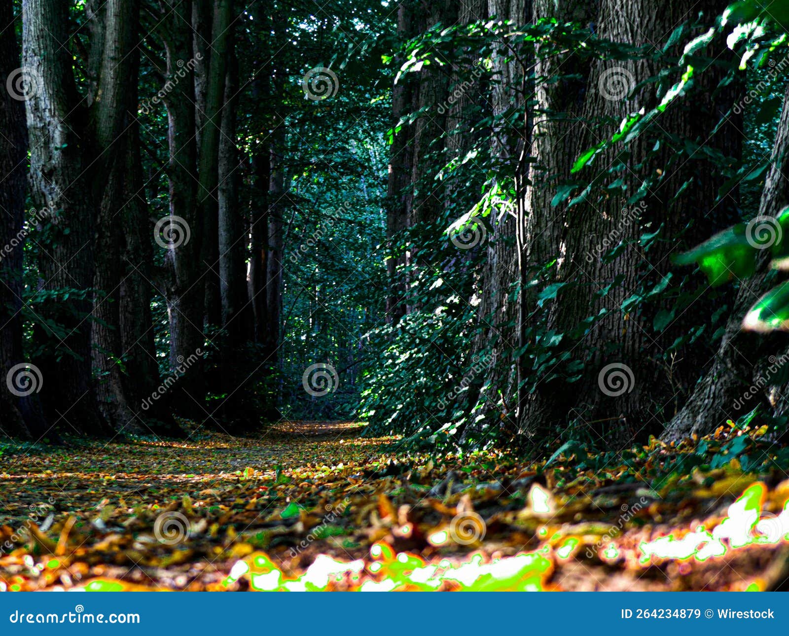 Path in a Mythical Forest stock image. Image of park - 264234879