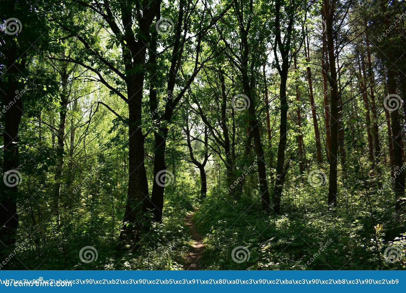 A Path in a Natural Deciduous Forest. Green Grass Stock Photo - Image ...