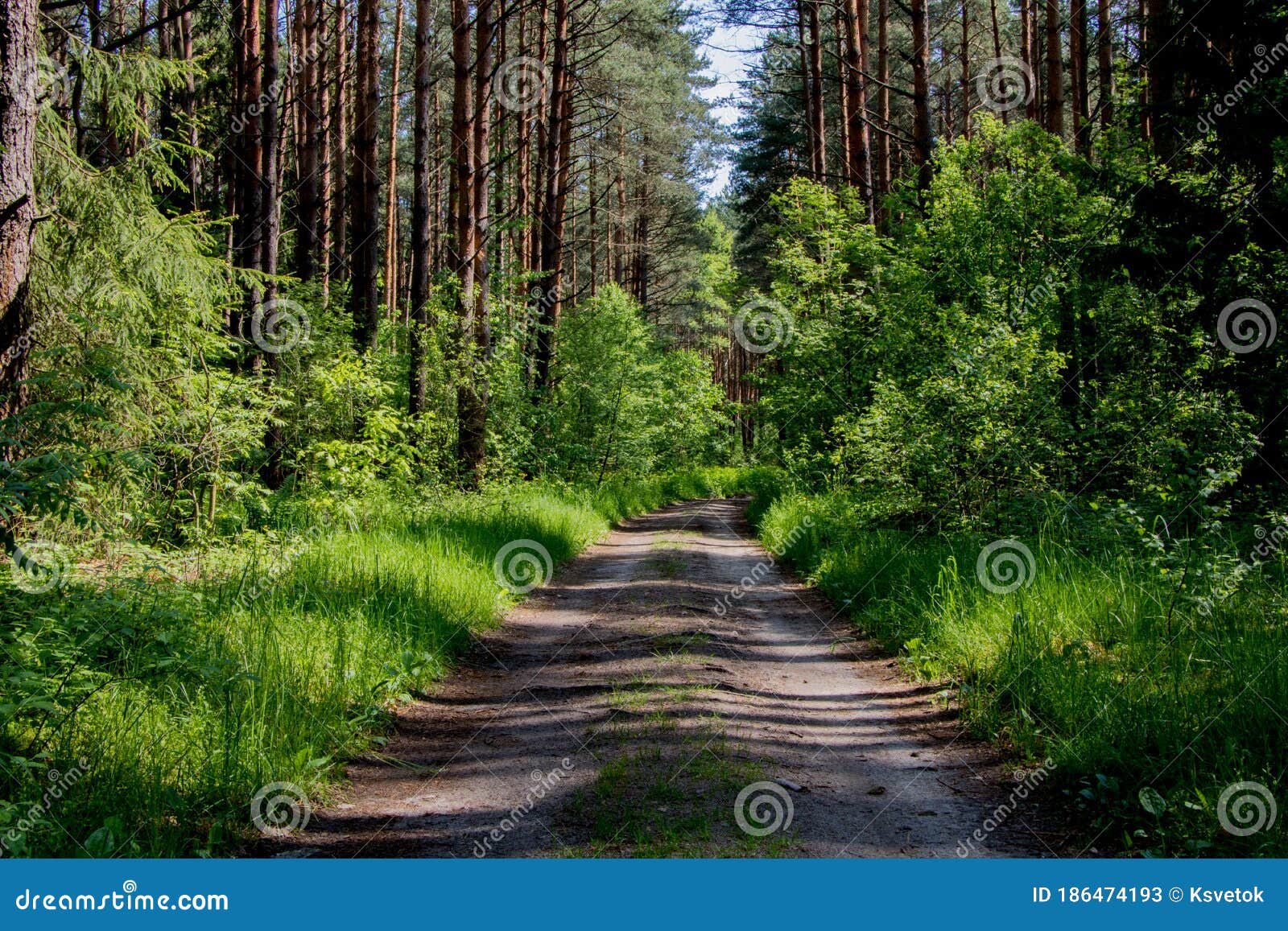 A Path through a Natural Forest of Pine Trees Stock Image - Image of ...