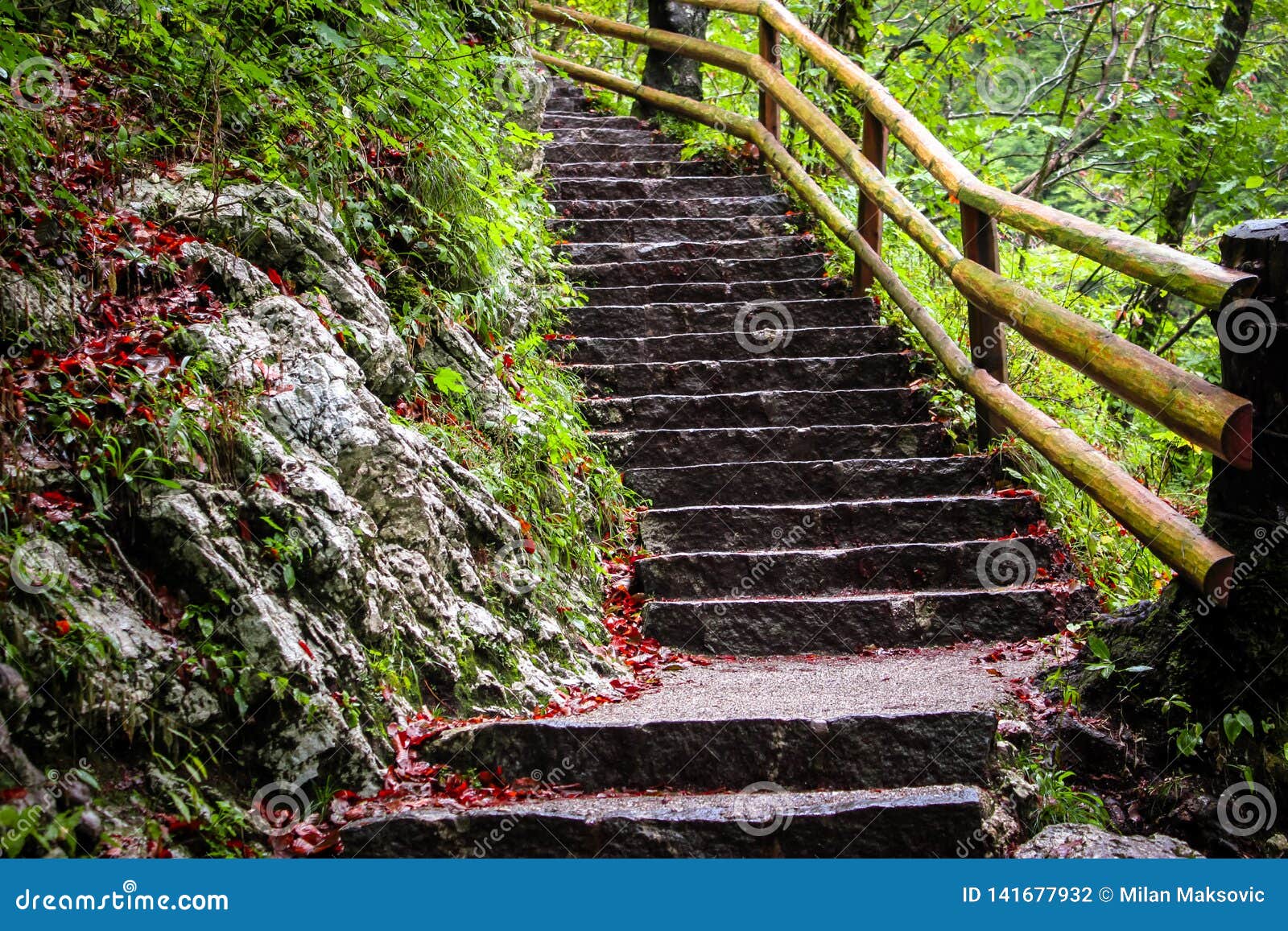 Forest step stairs stock photo. Image of path, beauty - 141677932