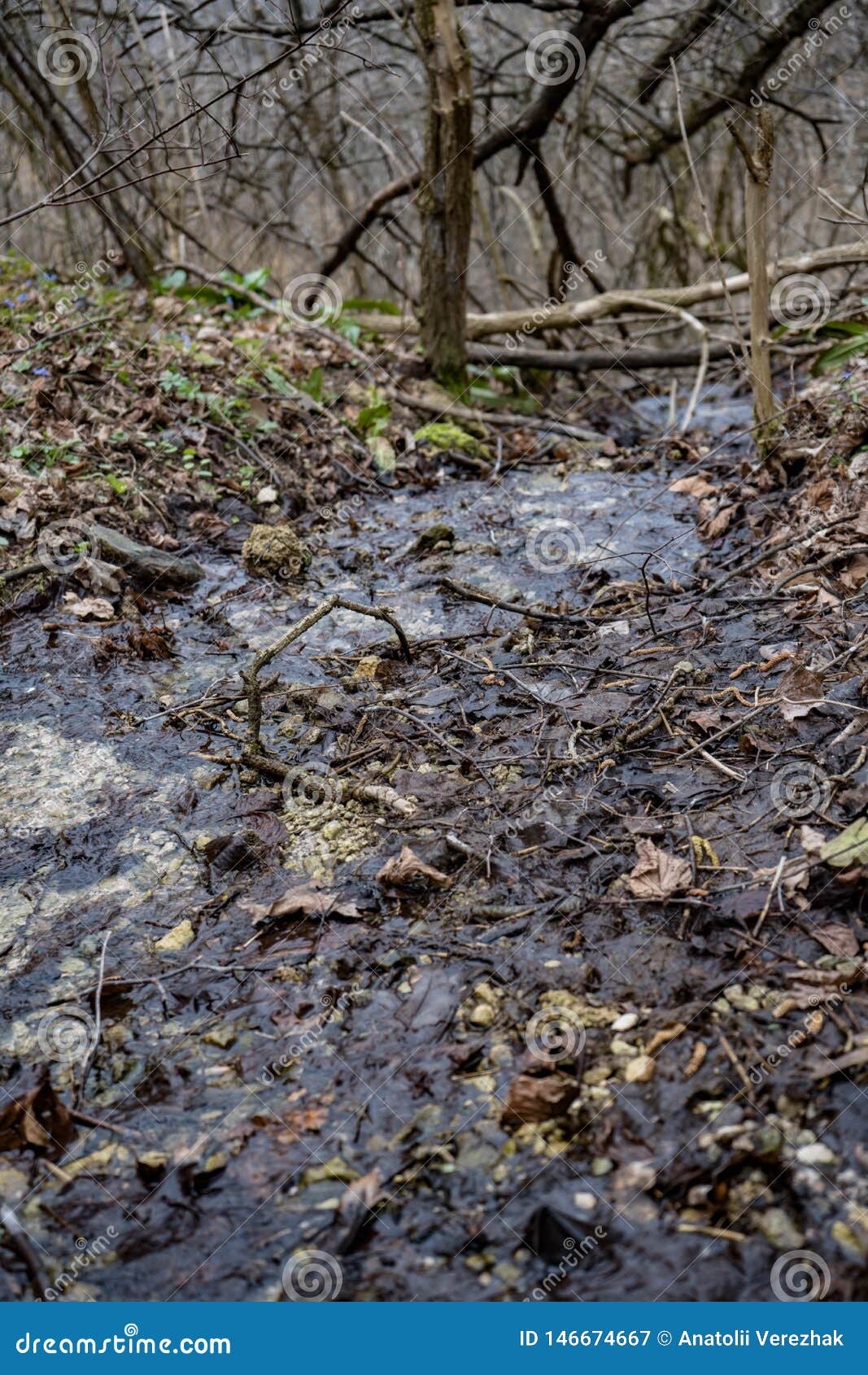 Path of Nature Spring Water Source in Wild Forest in Western Ukraine ...