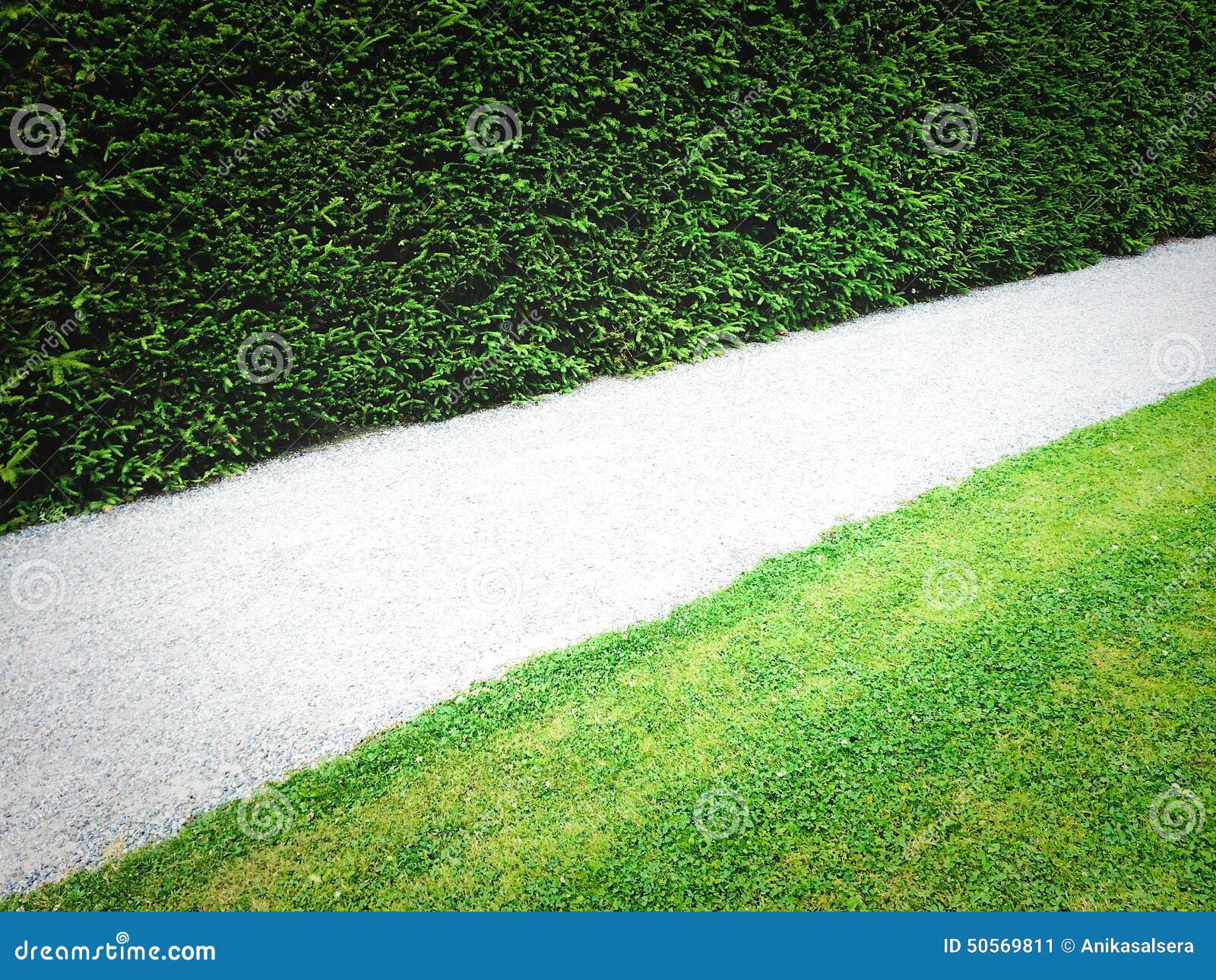 Path near green hedge stock image. Image of grass, summer - 50569811