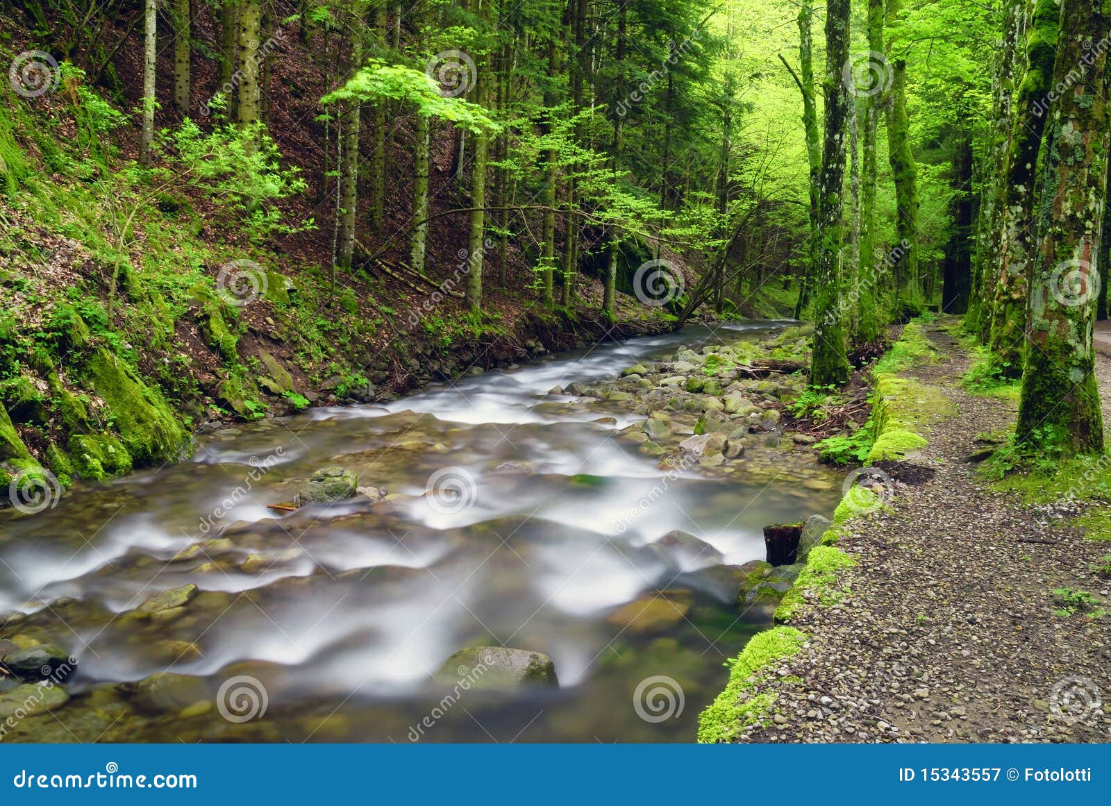 Forest Stream Path