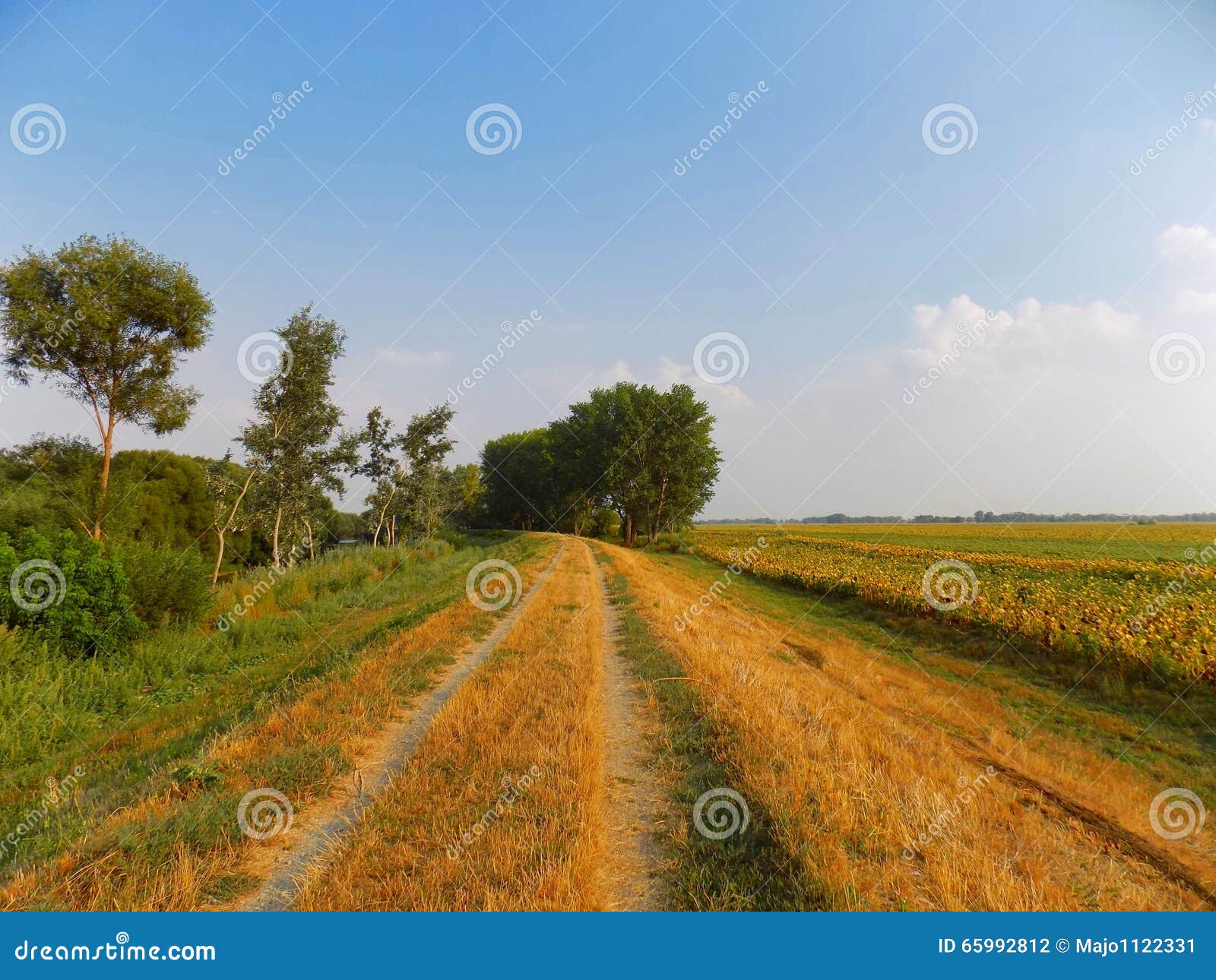 Path near sunflower field stock photo. Image of outdoor - 65992812