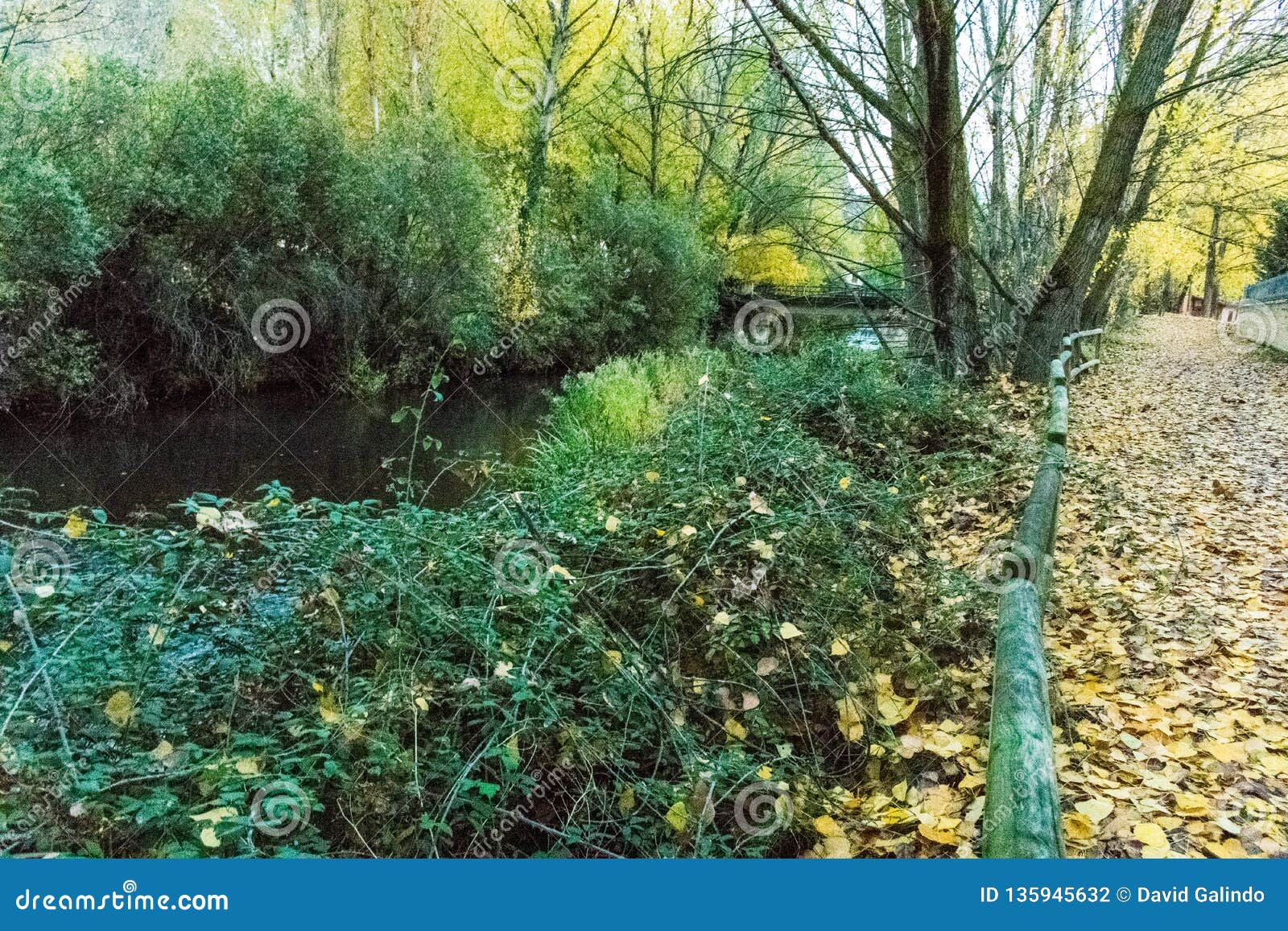 Path Next To the River Covered with Leaves of Trees Stock Photo - Image ...