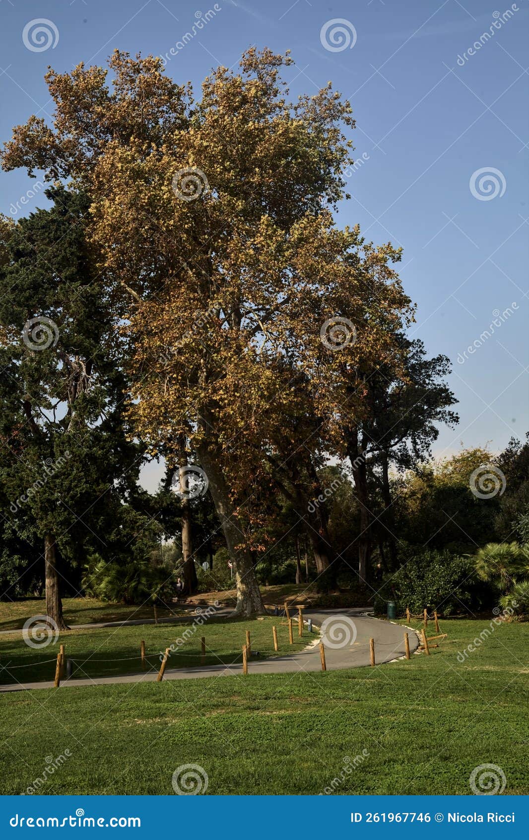 Path Next To Trees and an Open Space in a Park on a Sunny Day Stock ...