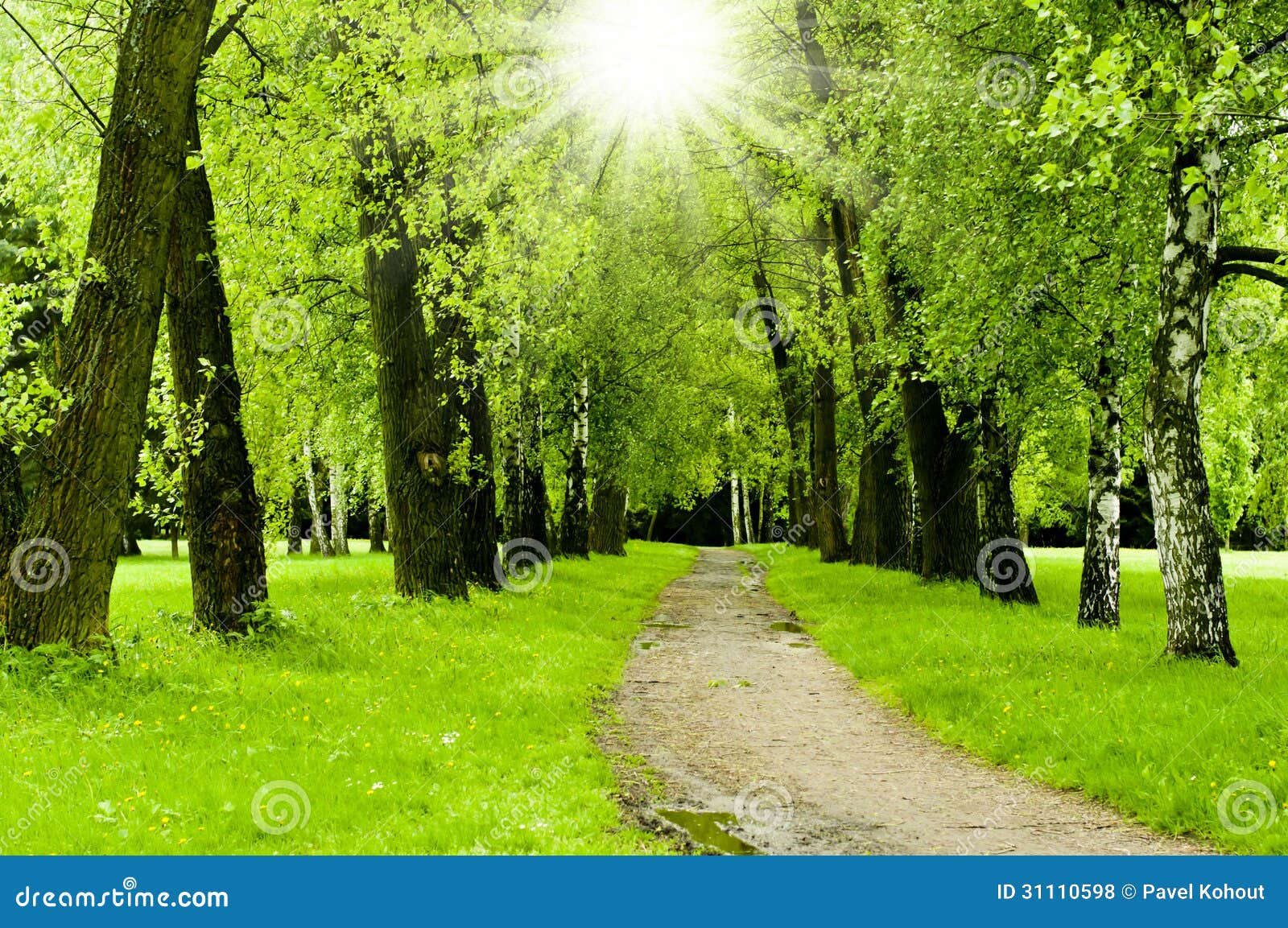 Path stock photo. Image of scenery, dream, bright, leaf - 31110598