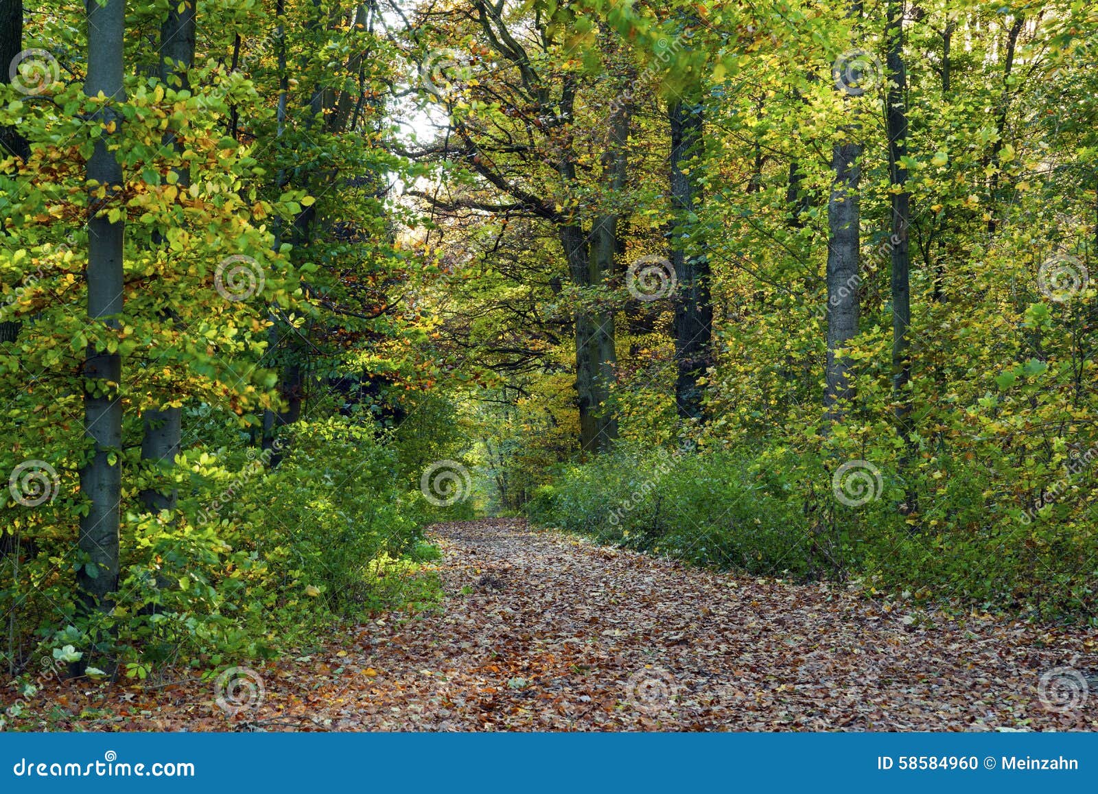Path through the Oak Forest Stock Photo - Image of natural, path: 58584960