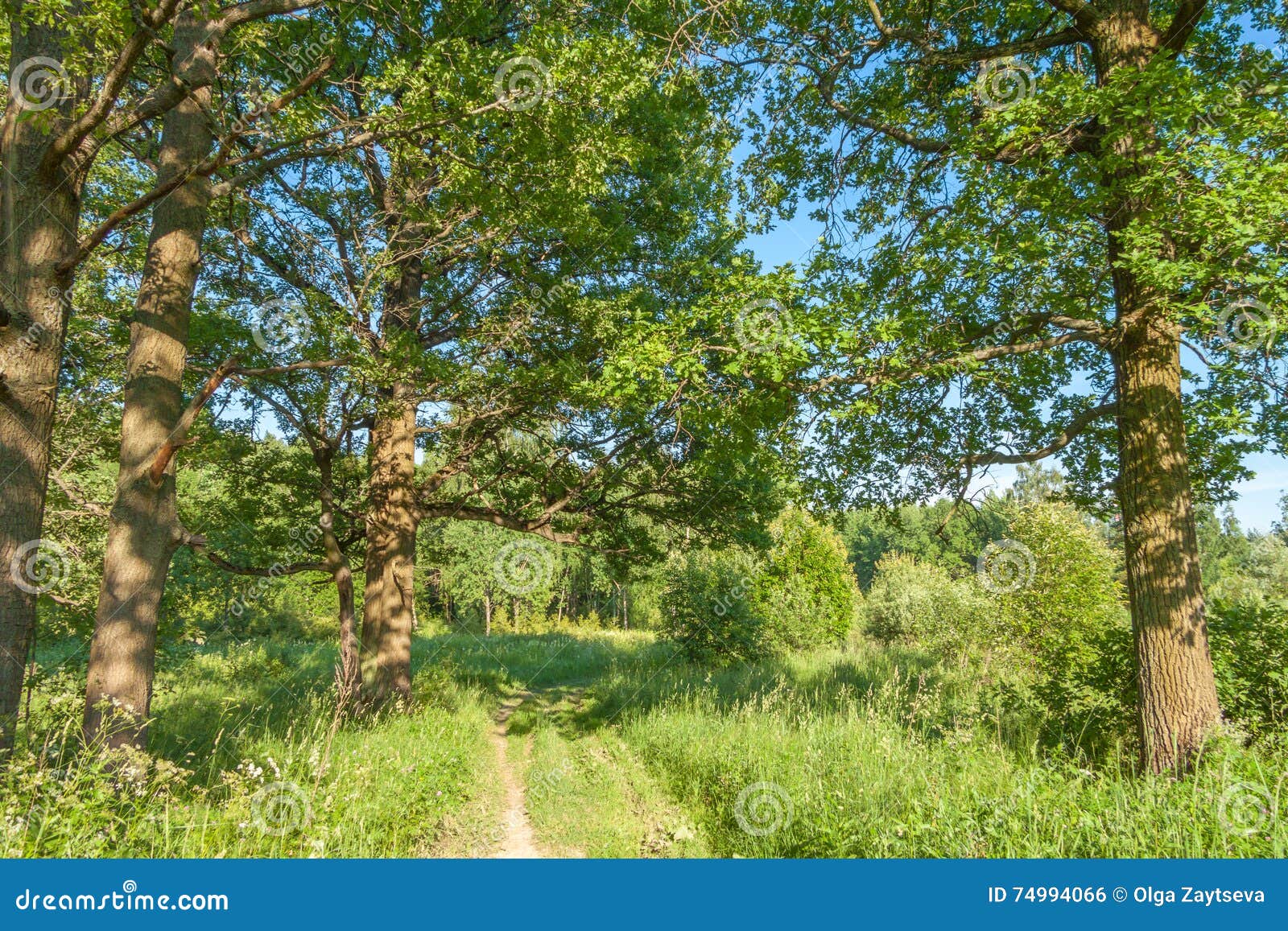 The Path through the Oak Trees, Summer Forest Stock Photo - Image of ...