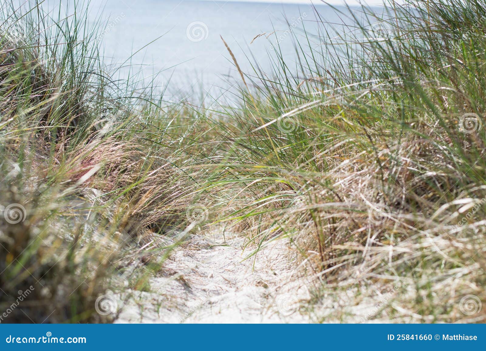 Path and ocean stock photo. Image of sweden, closeup - 25841660