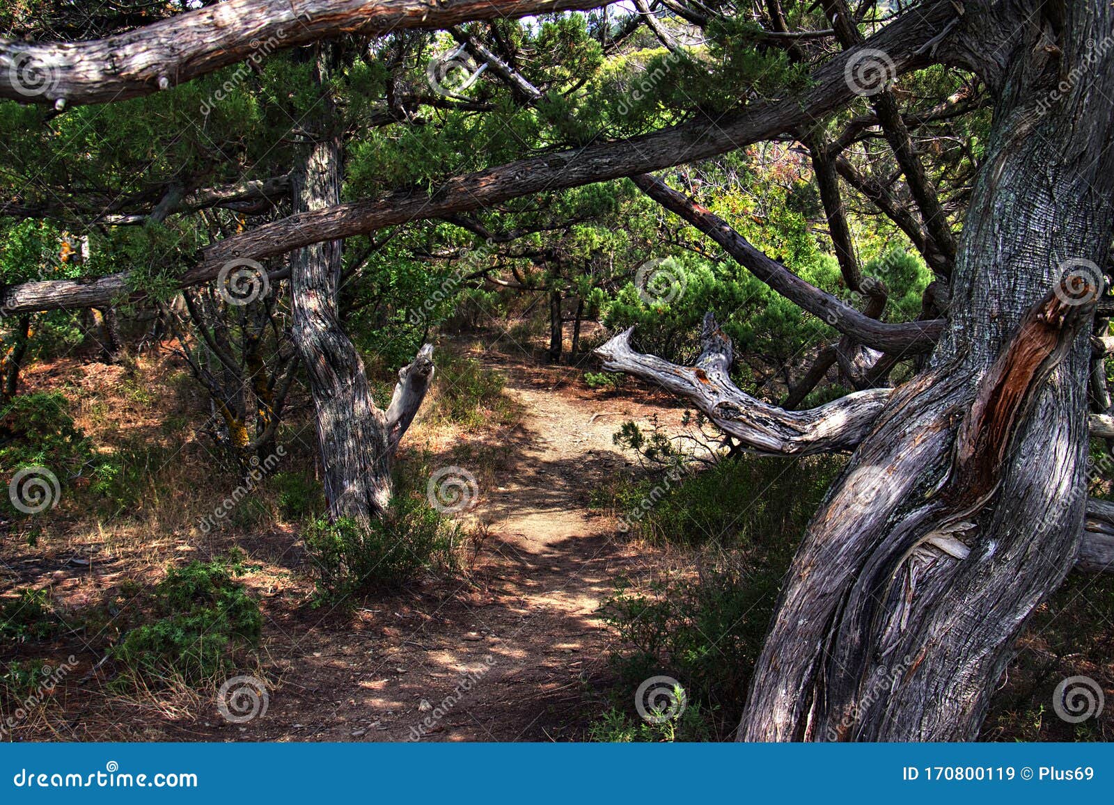 Path in the Old Juniper Forest Stock Image - Image of gorgeous, ancient ...