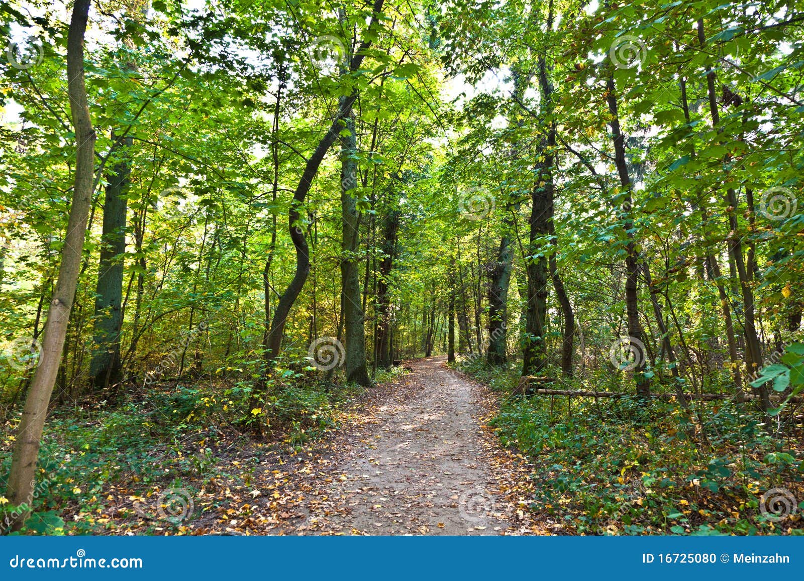 Path through Old Oak Forest Stock Photo - Image of meditation, forest ...