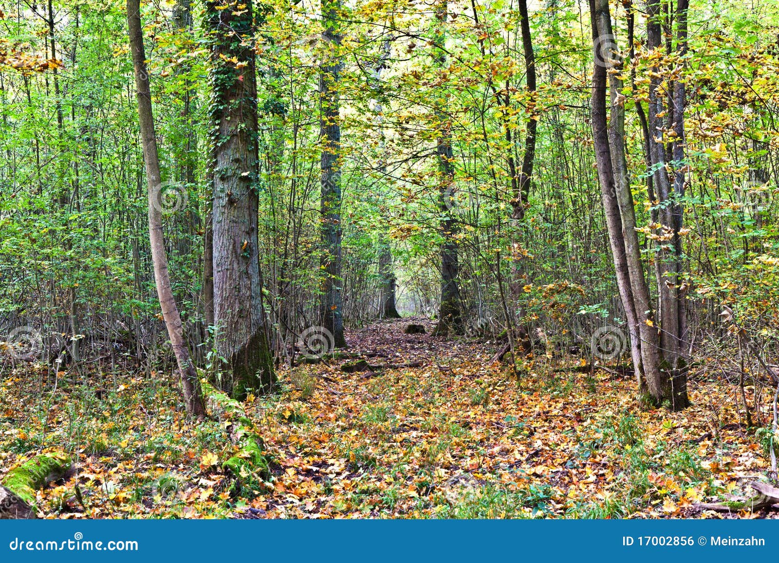 Path through Old Oak Forest Stock Photo - Image of fatasy, emotion ...