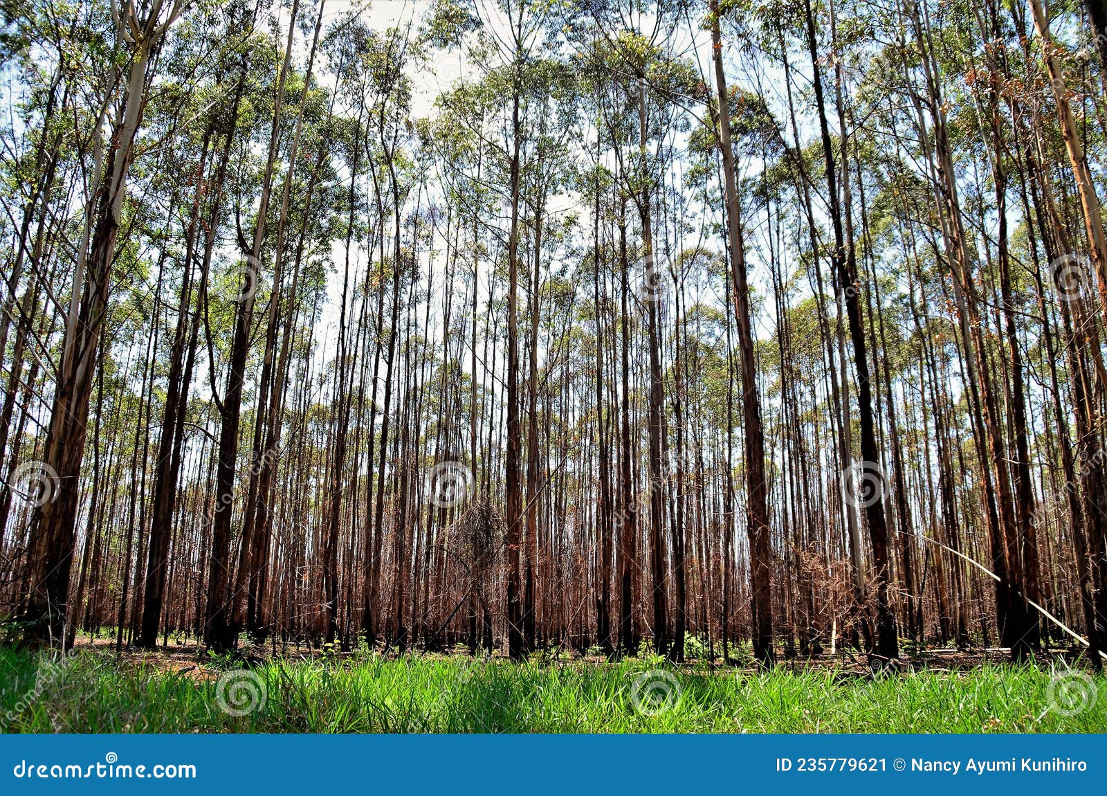 Tall Eucalyptus Trees Set on Fire in the Forest Stock Image - Image of ...