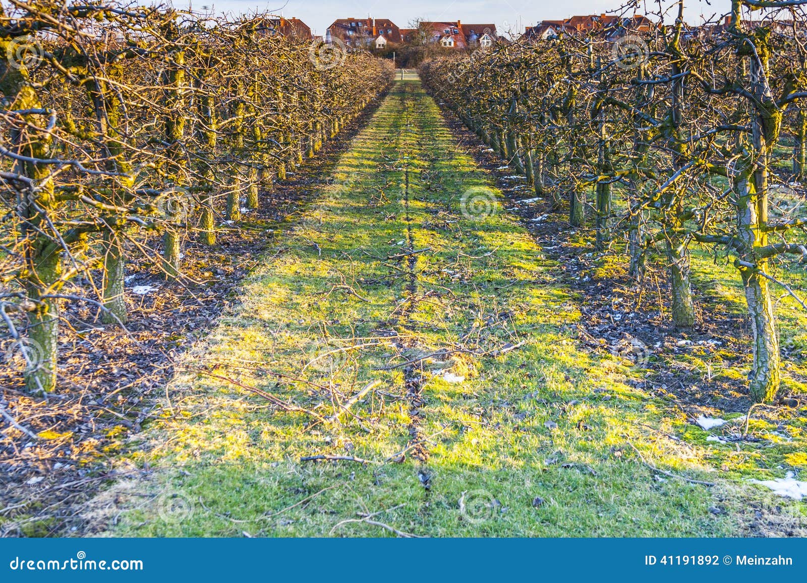 Path through an Orchard in Spring Stock Photo - Image of landscape ...