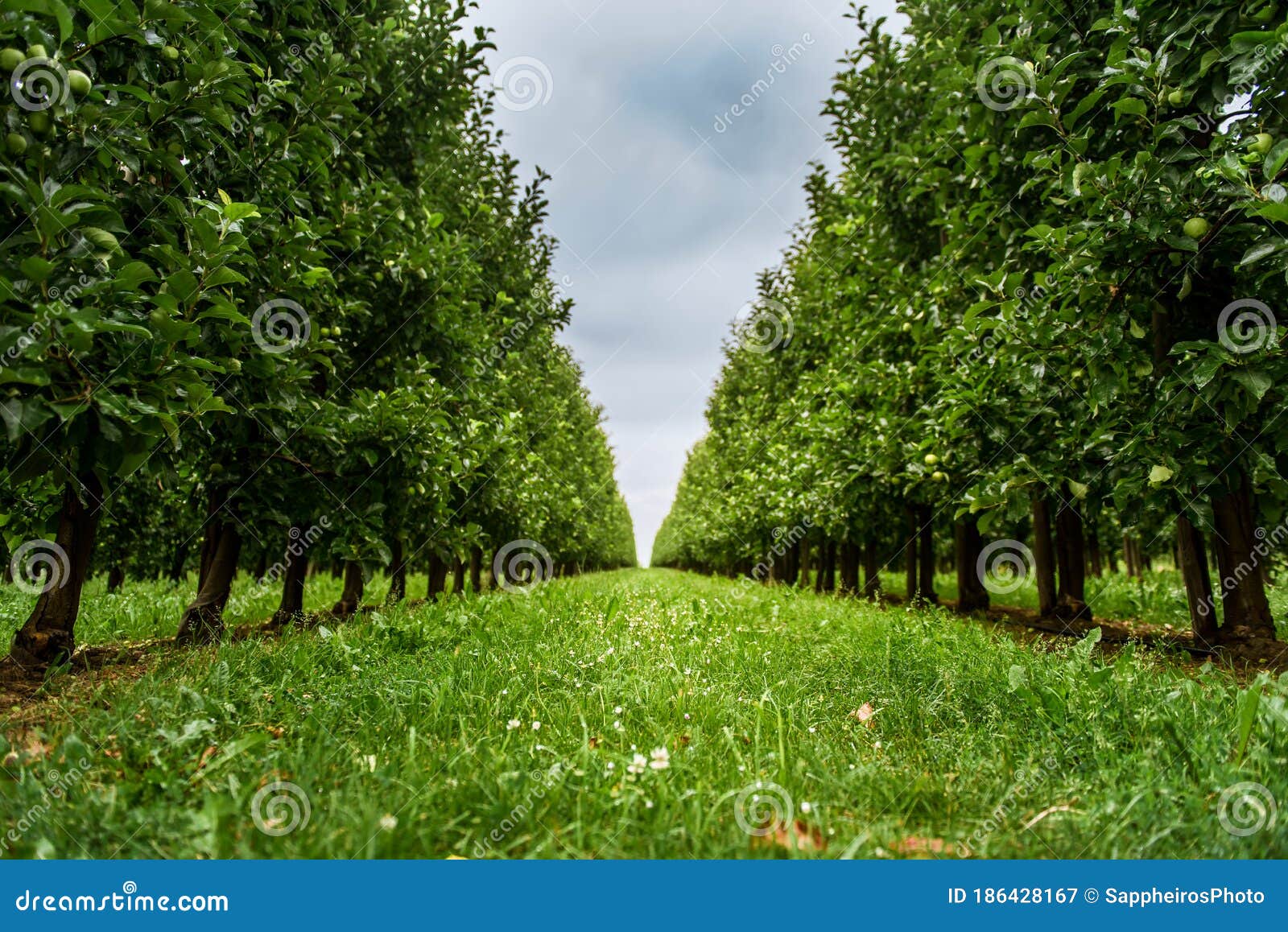 Path in an Organic Apple Orchard with Many Rows of Apple Trees Stock ...