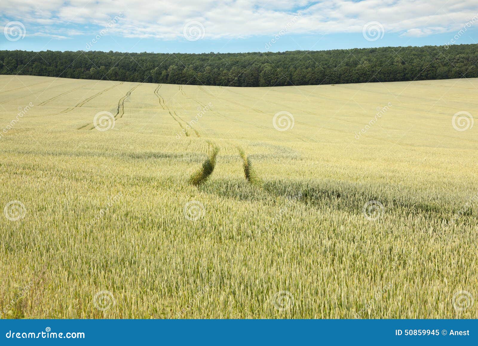 Path over corn field stock image. Image of plant, agrarian - 50859945