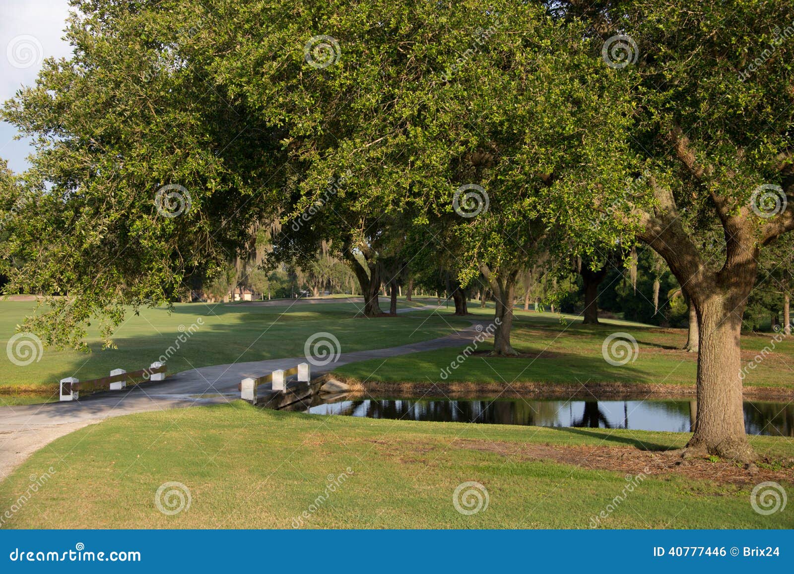 Path over pond stock photo. Image of tree, pond, path - 40777446
