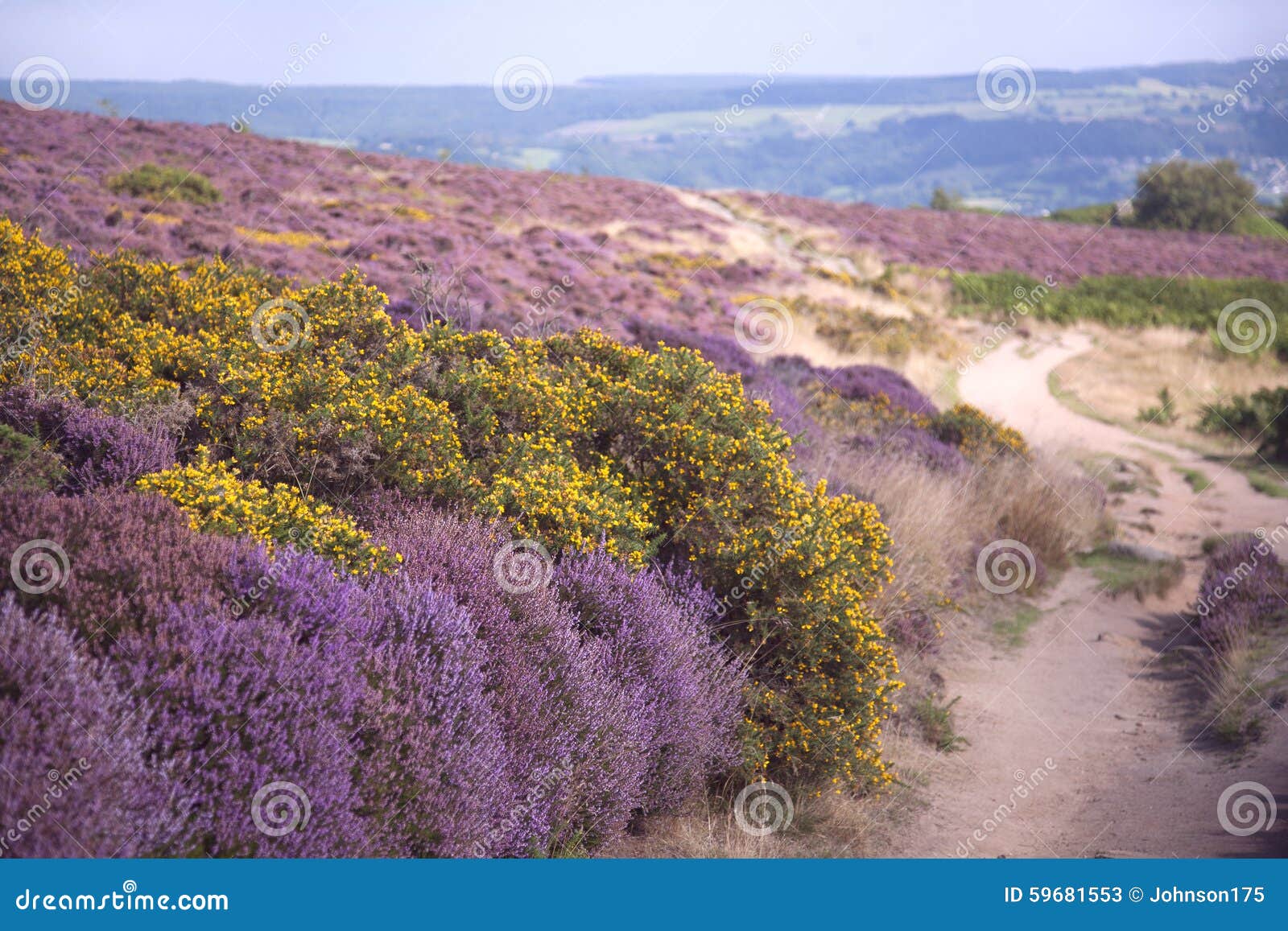 Purple Heather Not Yet Flowering Close Up Stock Photography ...