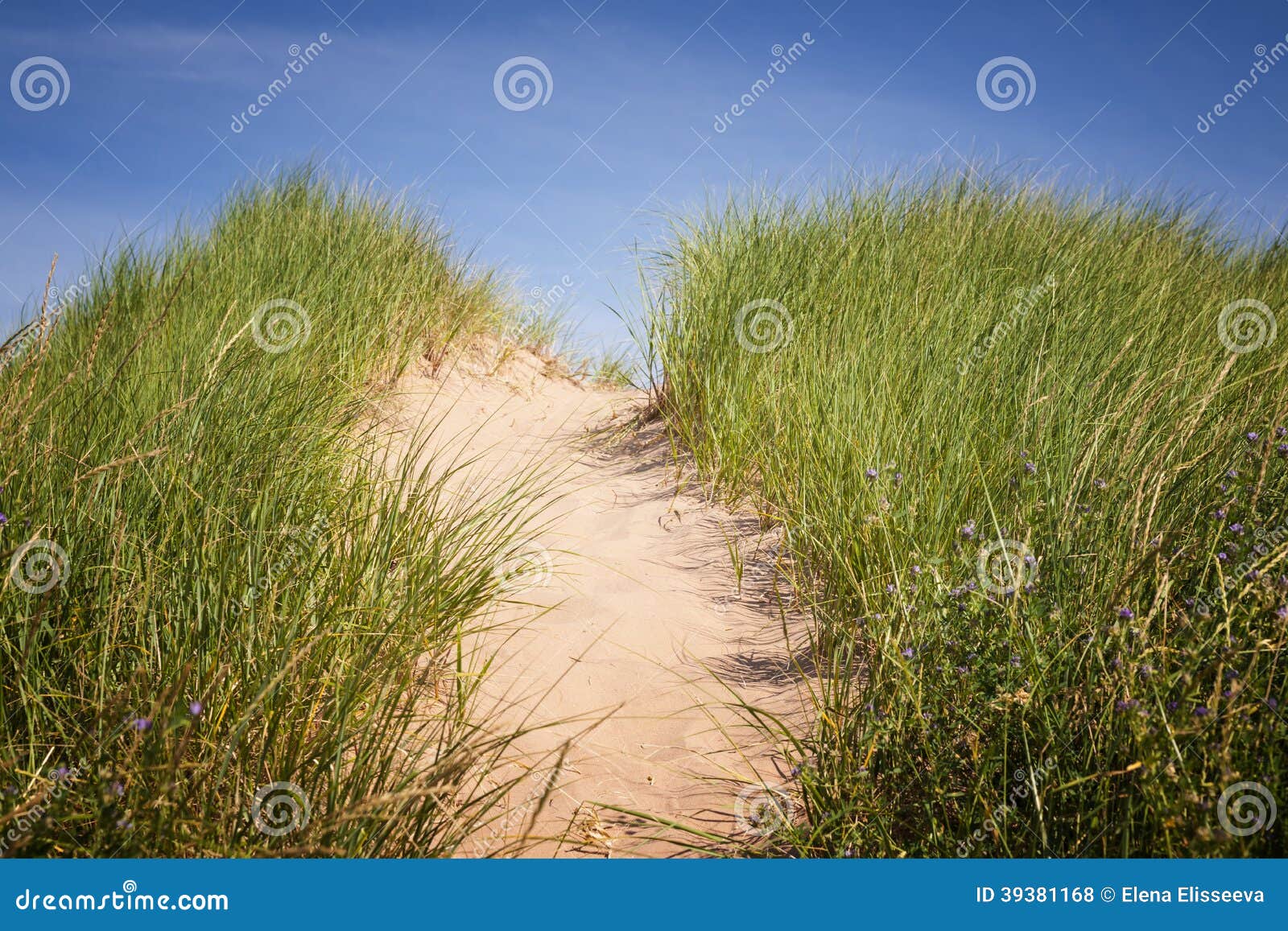 Path Over Sand Dunes with Grass Stock Photo - Image of outdoor, coastal ...