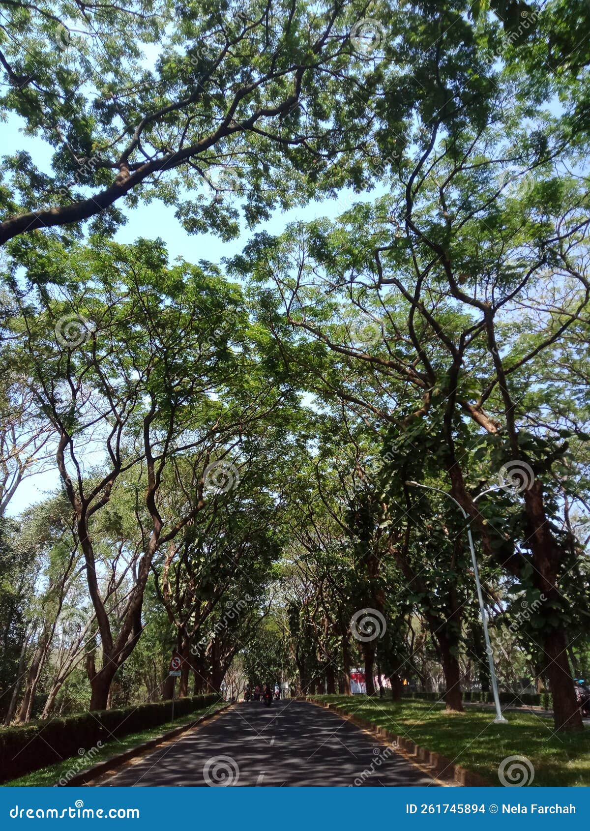 The Path is Overgrown with Shady Trees that Make the Scenery Even ...