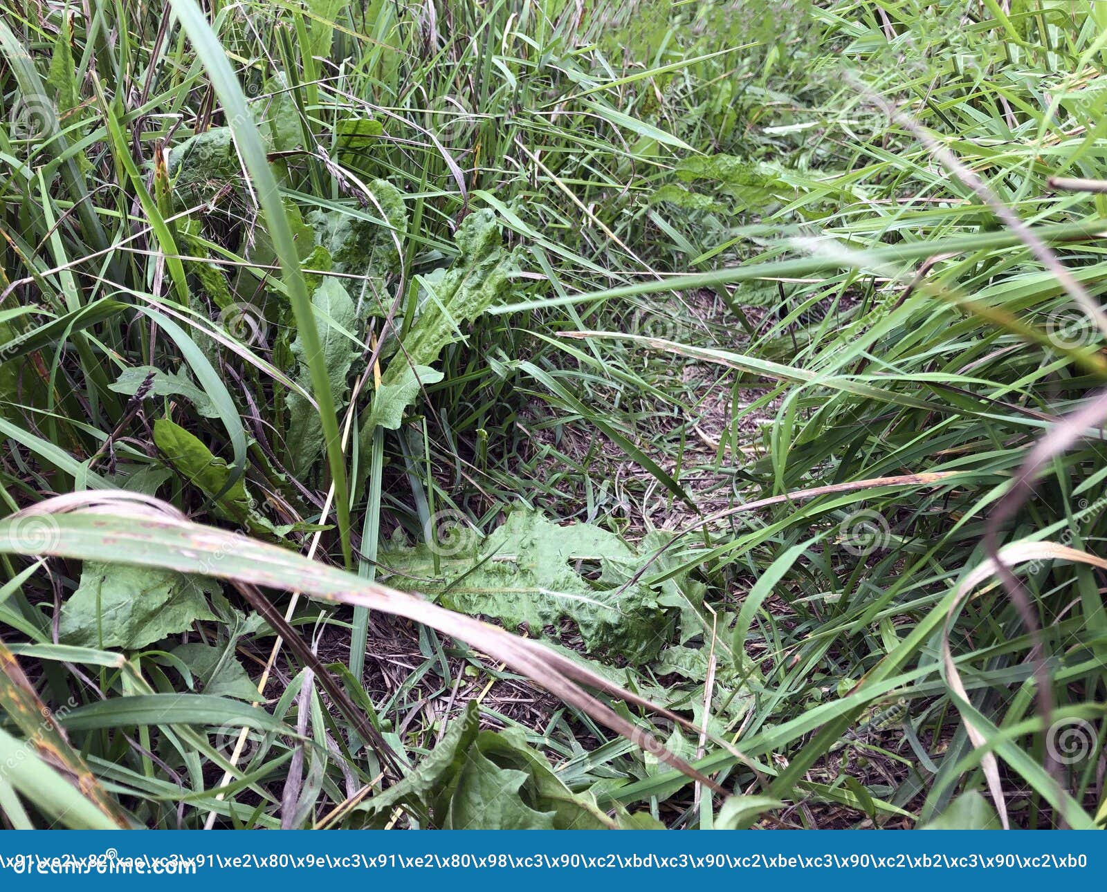 The Path is Overgrown with Tall Grass, the Path is Out of Focus Stock ...