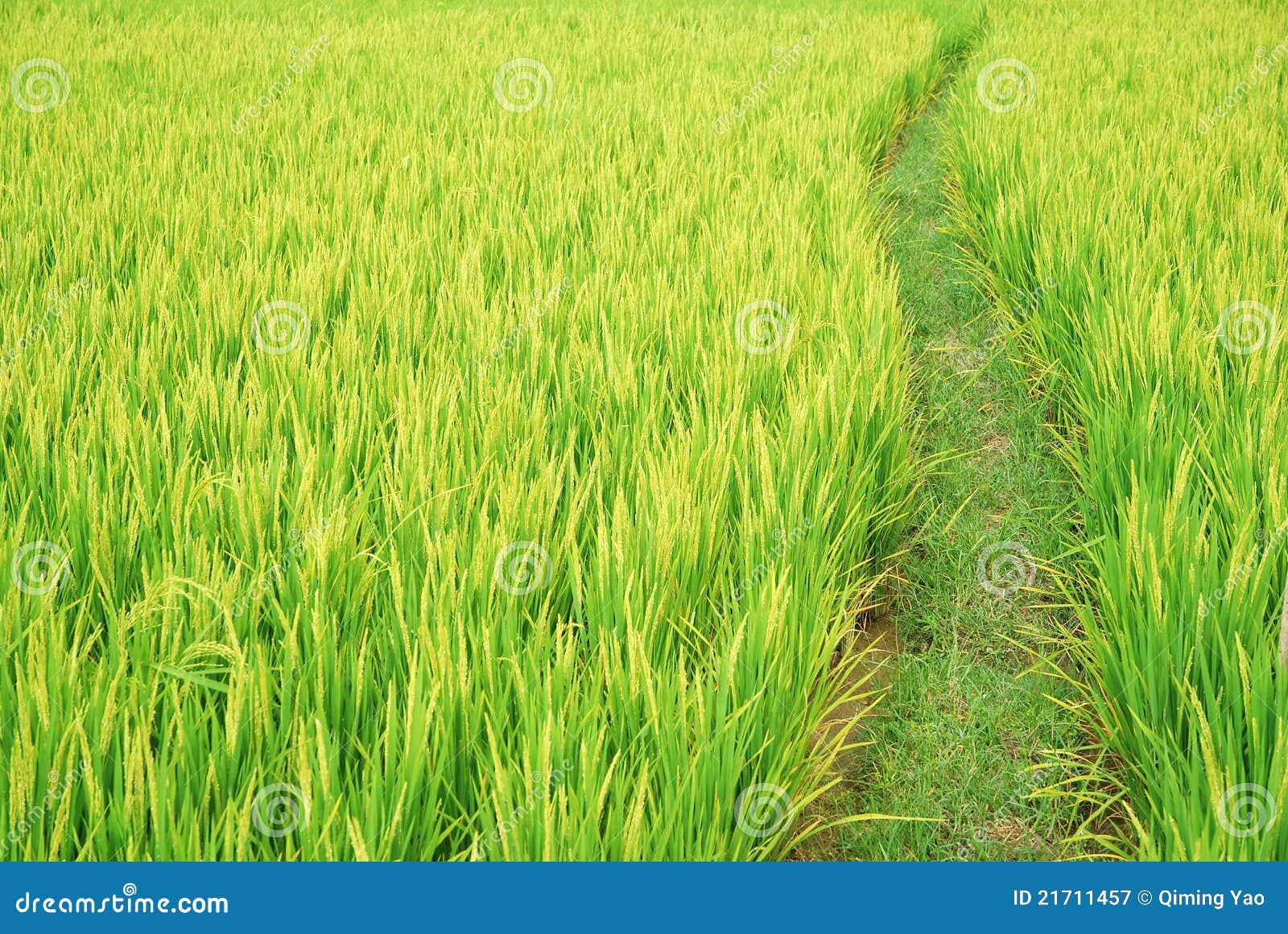 Paddy Fields And Traditional Wooden Houses Village Of Red Yao Tribe ...