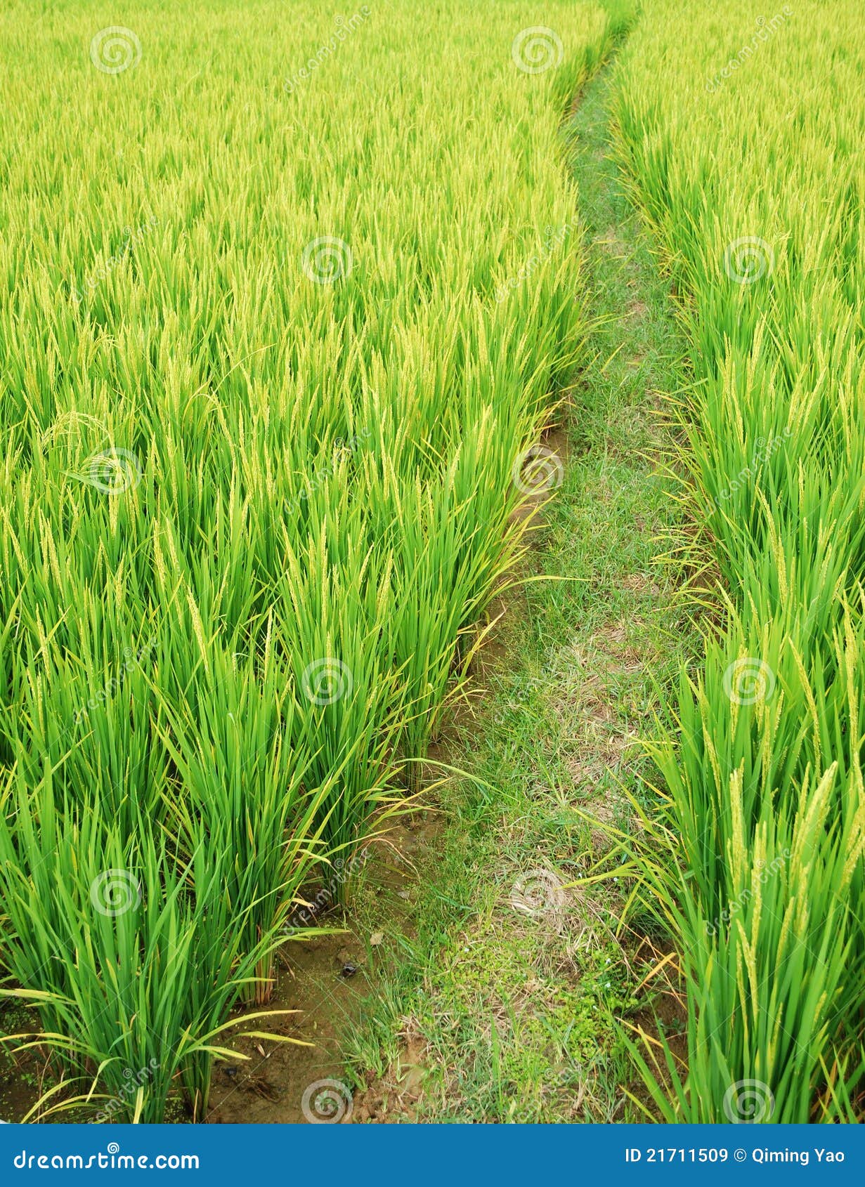 Path in the paddy fields stock image. Image of growing - 21711509