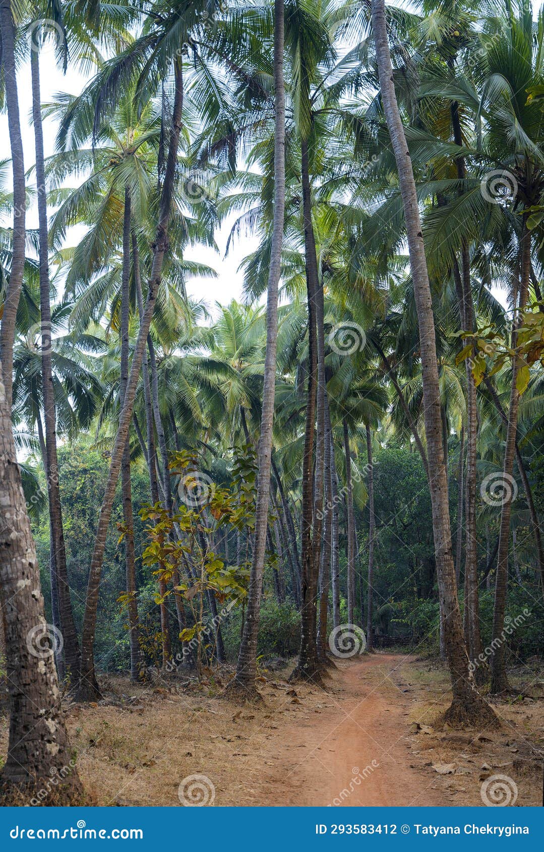 Path through the Palm Tree Jungle, Goa, India Stock Photo - Image of ...