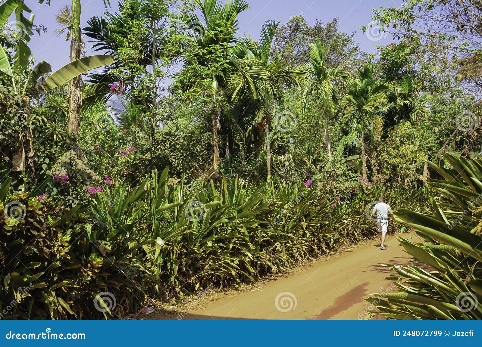 Path among Palm Trees in Goa Editorial Stock Image - Image of walk ...