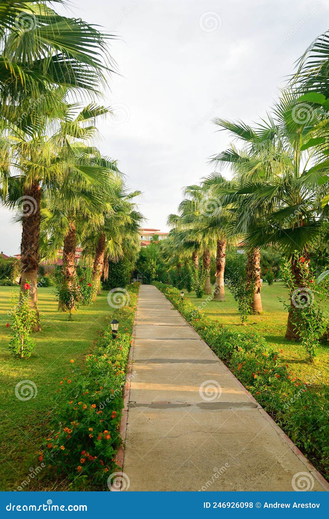 A Path between Palm Trees in Turkey Stock Photo - Image of city, summer ...