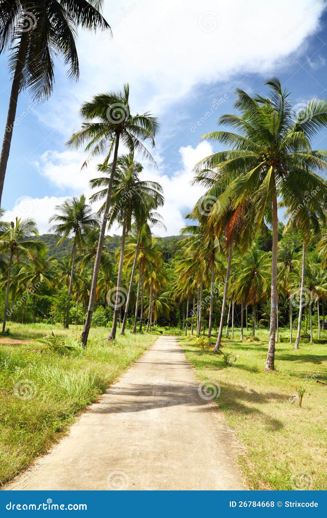 Path with palms stock photo. Image of coconut, road, idyllic - 26784668
