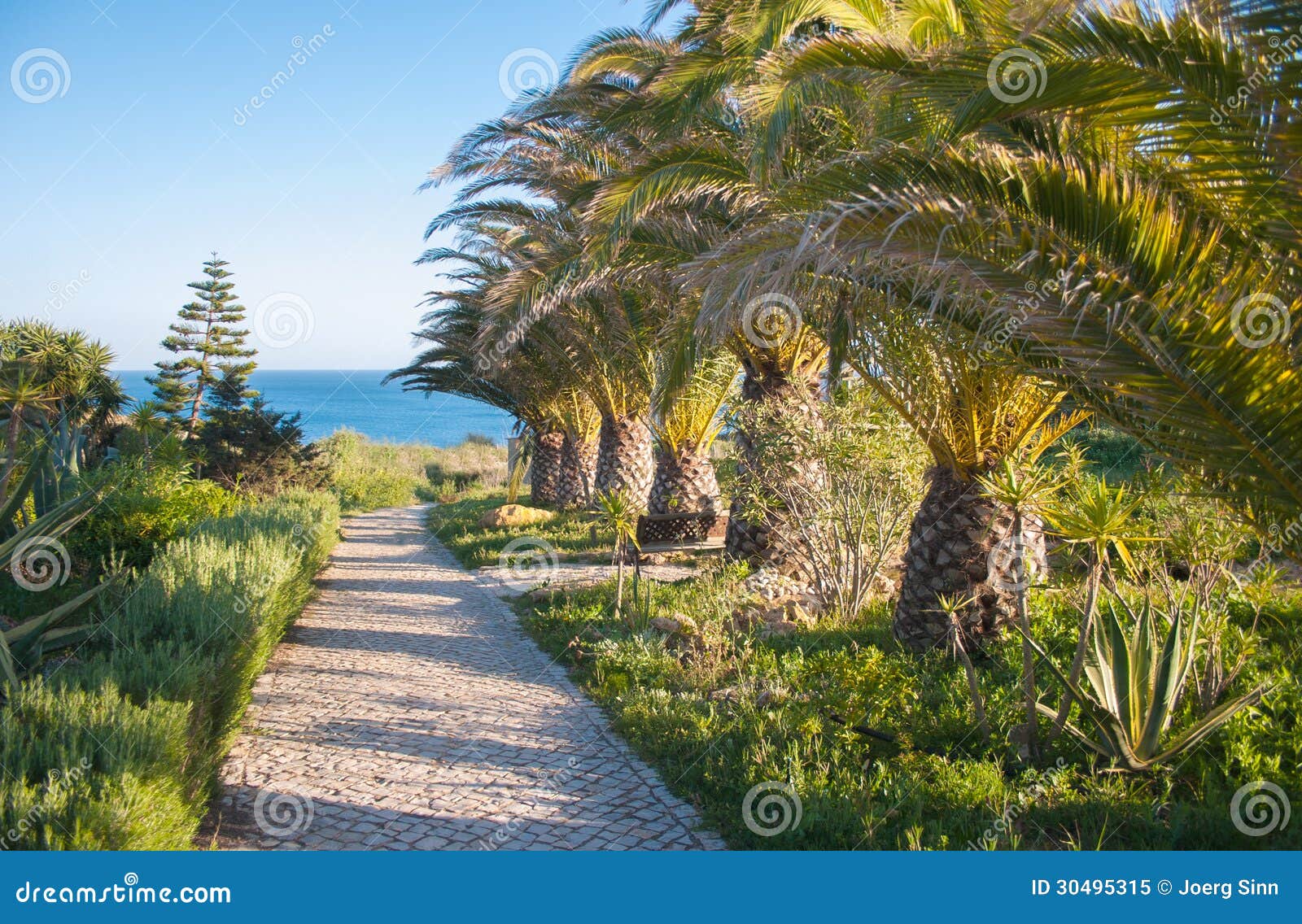 Path with Palms in a Mediterranean Resort Stock Image - Image of nature ...