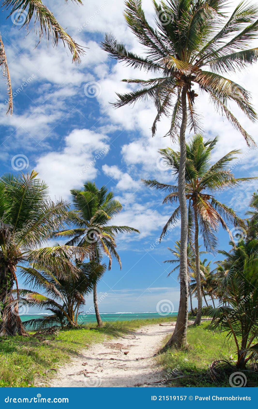 Path with palms to ocean stock image. Image of thailand - 21519157