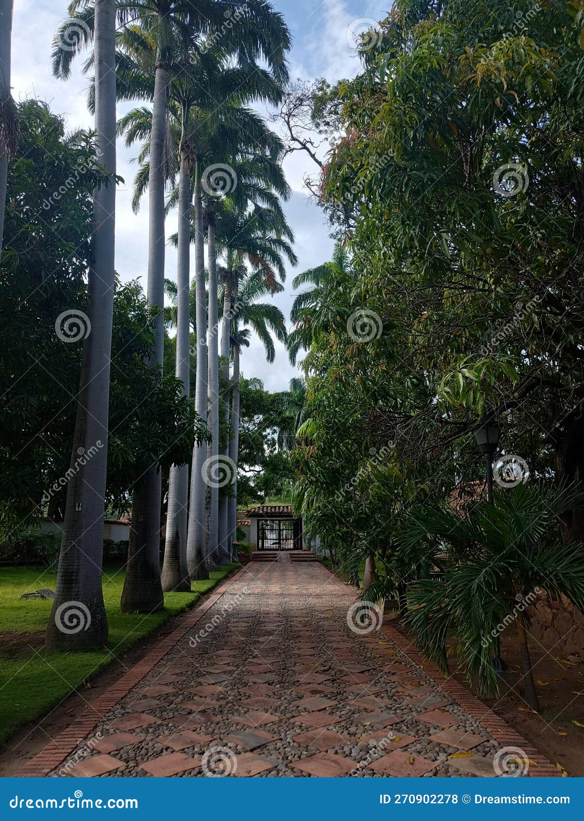 Path with palms and trees stock photo. Image of garden - 270902278