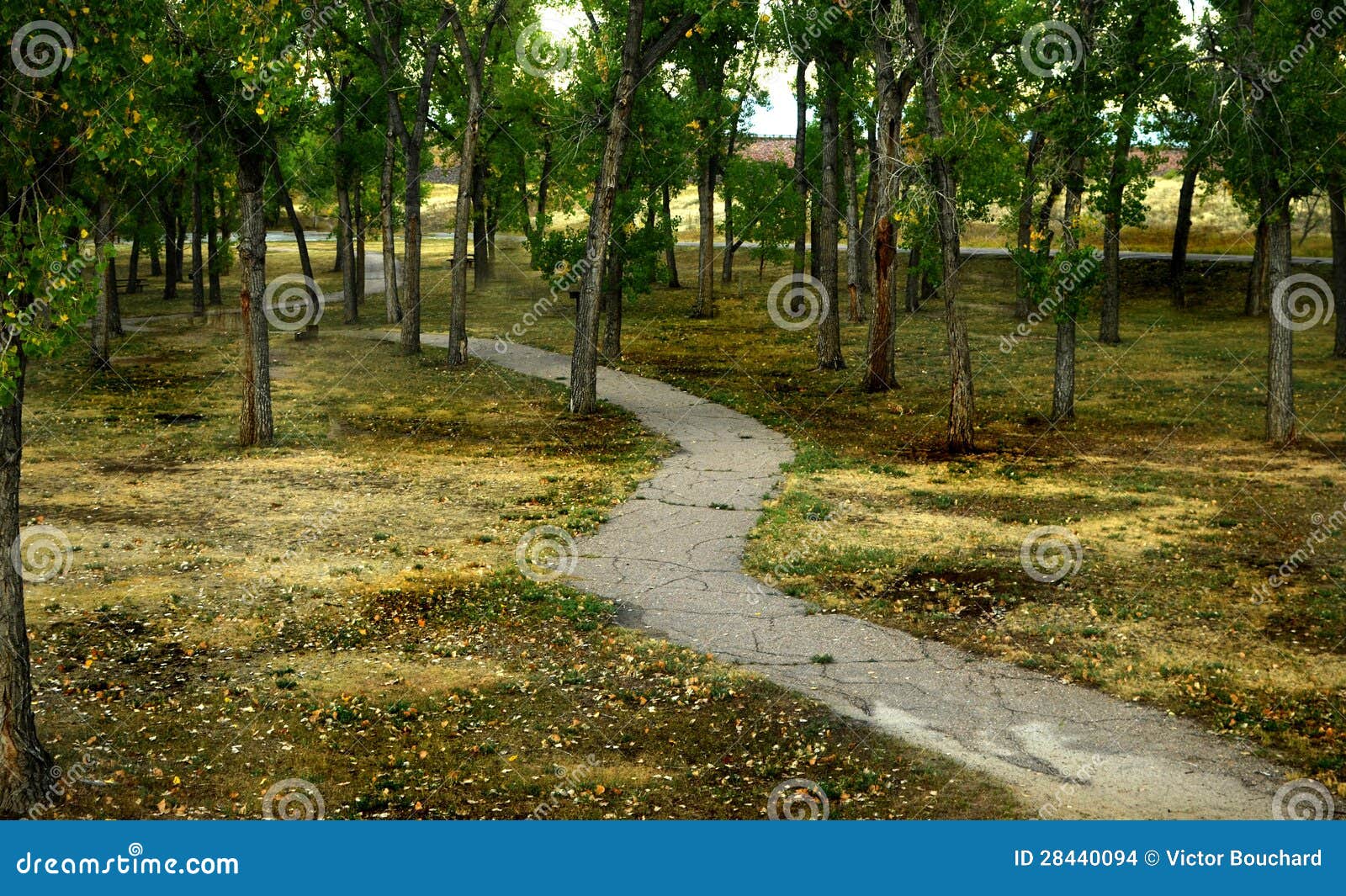 Path through the Park stock photo. Image of tree, journey - 28440094