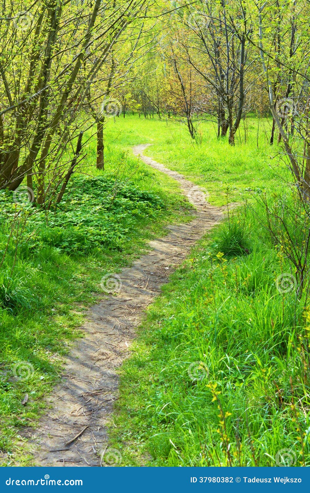 Path in park stock photo. Image of path, nature, park - 37980382