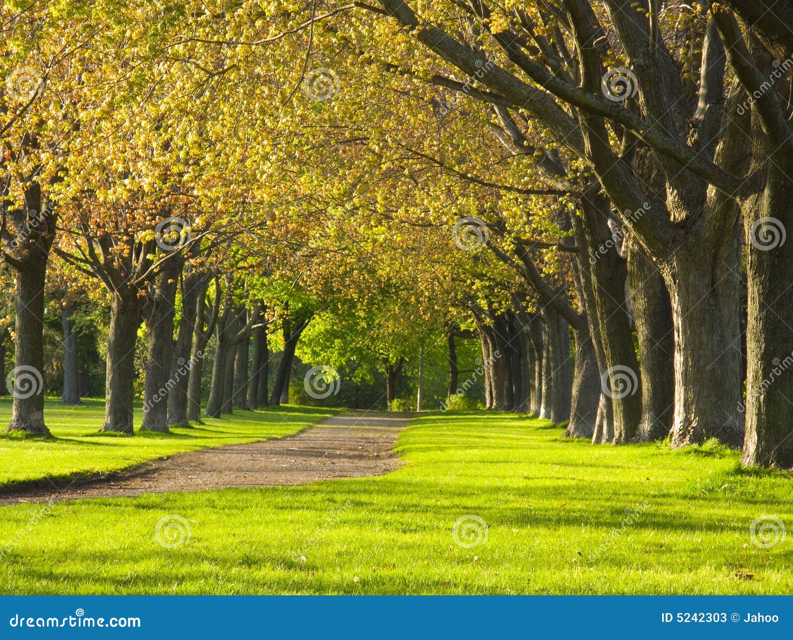 Path in a park stock image. Image of gravel, path, trees - 5242303