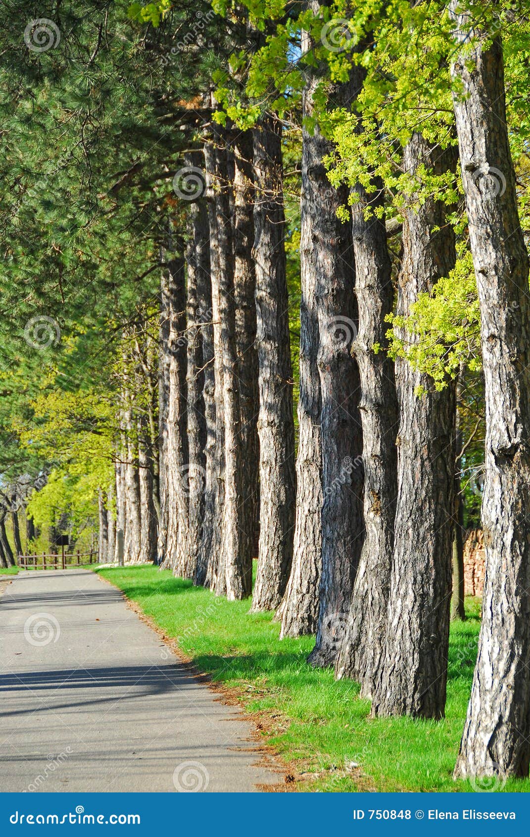 Path in a park stock photo. Image of paved, countryside - 750848